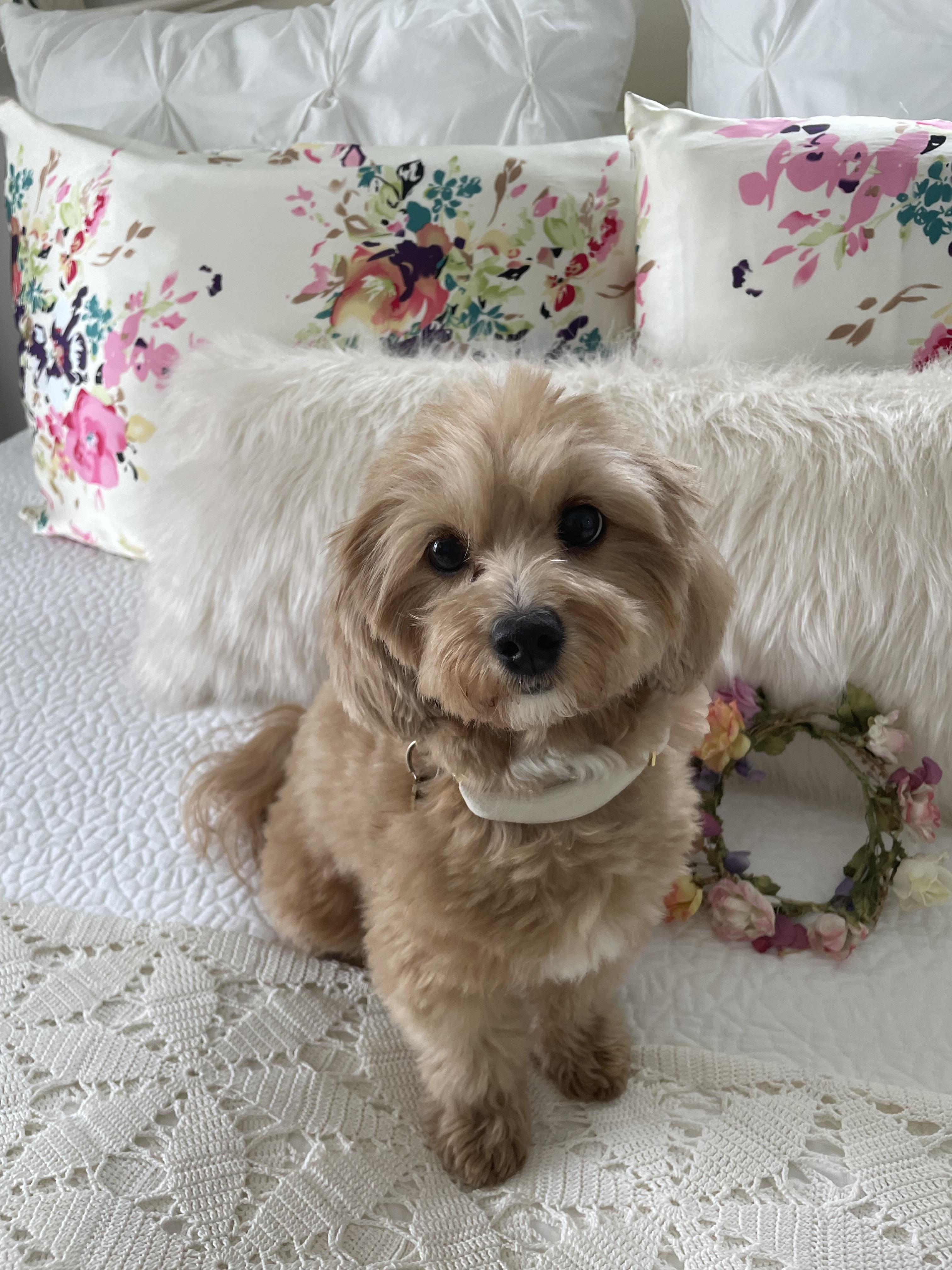 Ollie-Pop Paws Breeding in Utah | Maltipoo puppies | Good Dog