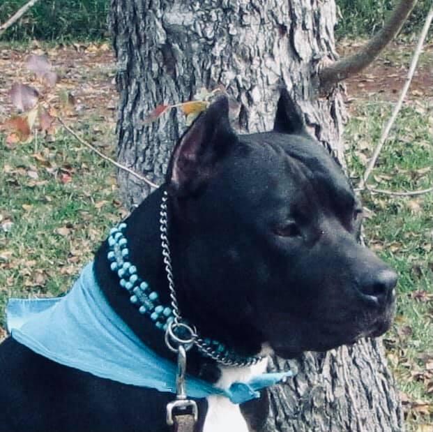 Angel Moon Kennels in Florida | American Staffordshire Terrier puppies ...