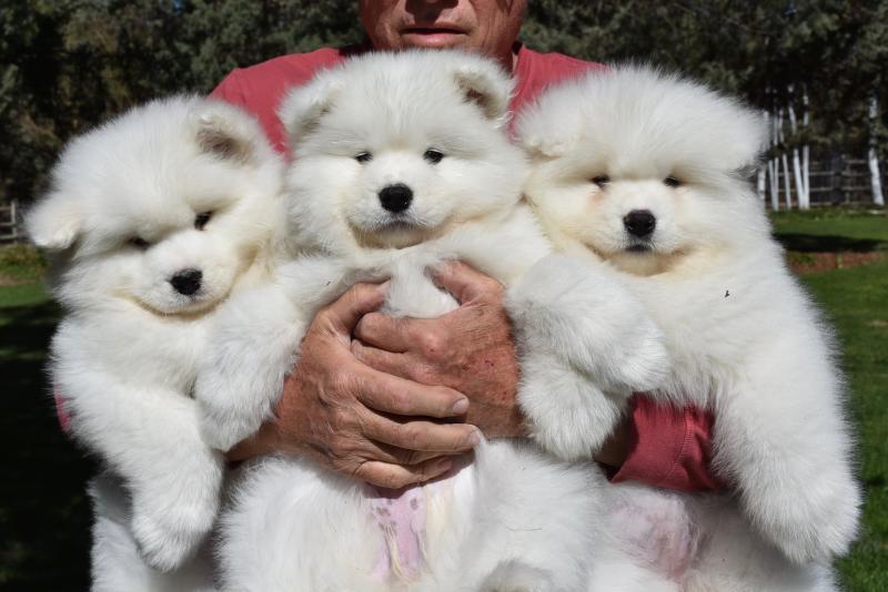 Polar Mist Samoyeds in Oregon | Samoyed puppies | Good Dog