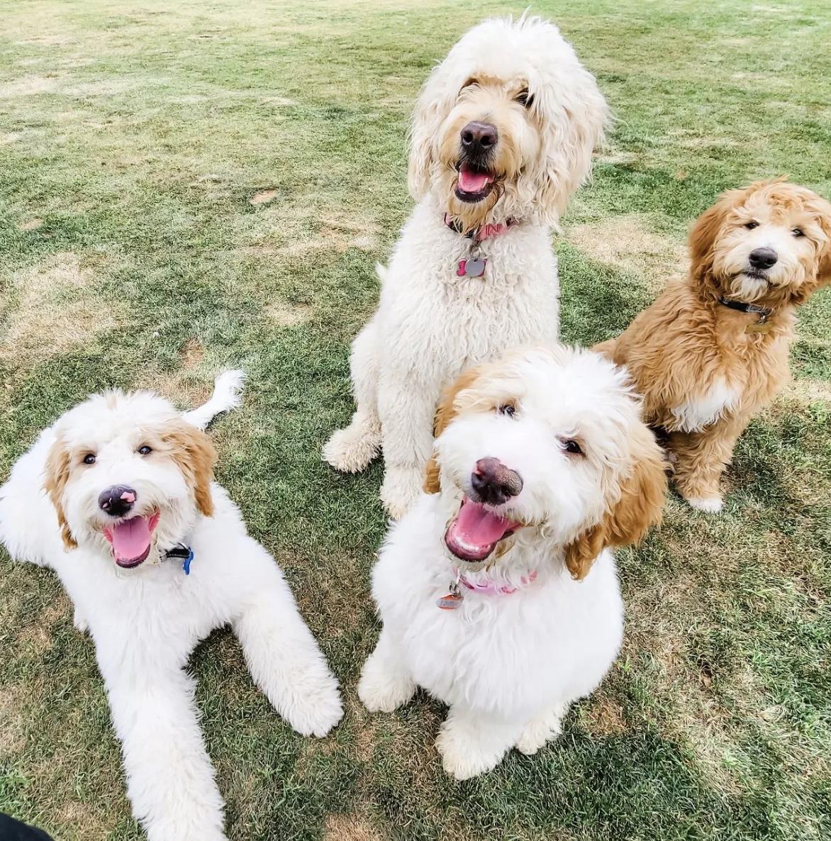 Evergreen Doodles in Arizona | Goldendoodle puppies | Good Dog