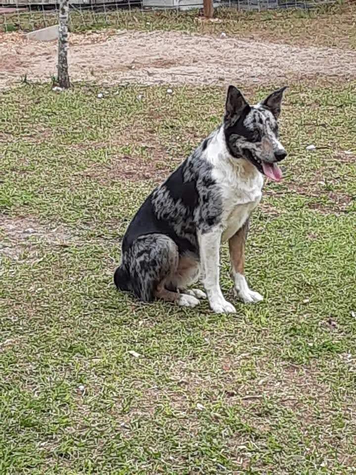 Blue Cypress Stock dogs in Florida | Border Collie puppies | Good Dog