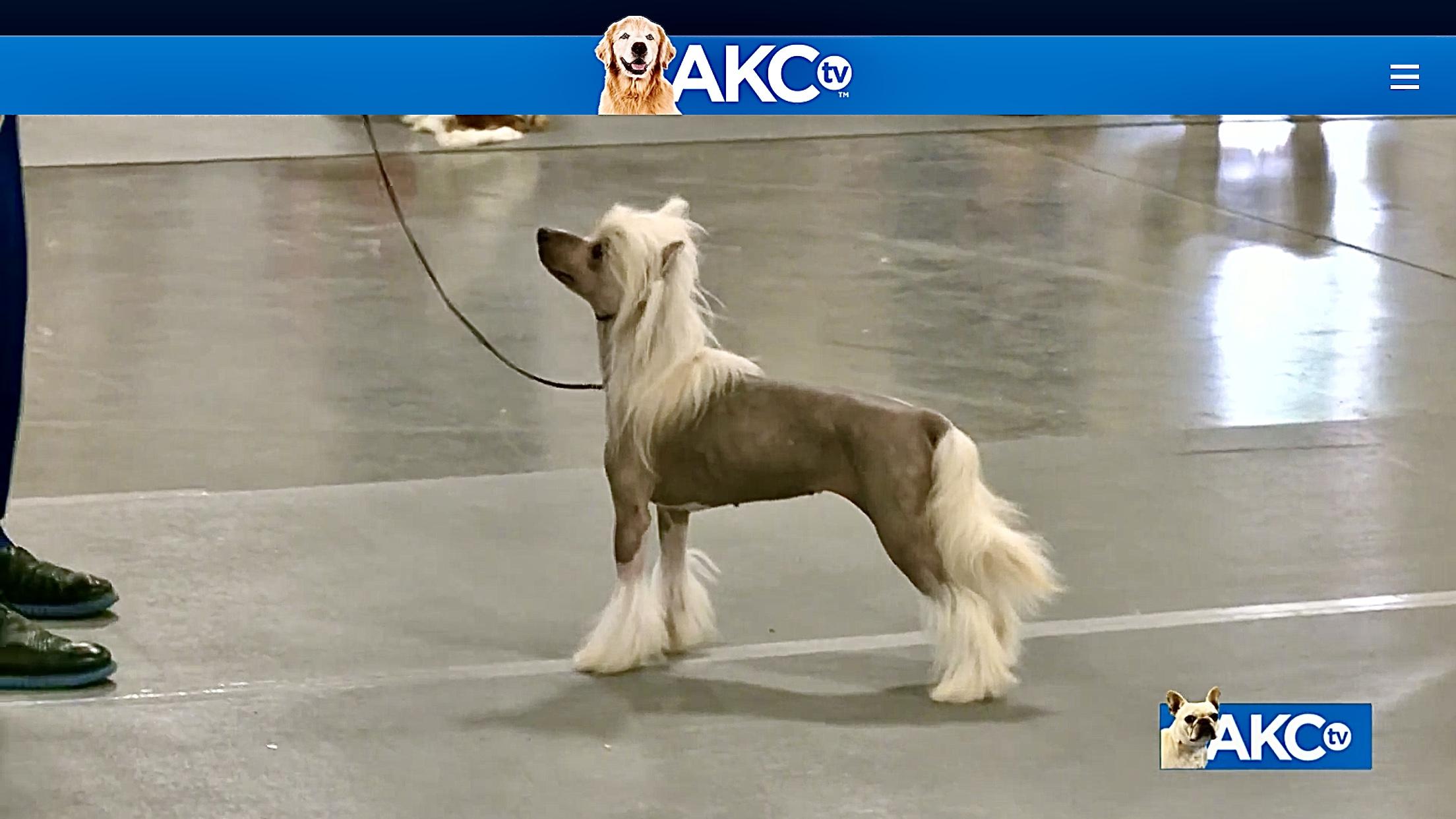 Halcyon Chinese Cresteds in Florida | Chinese Crested puppies | Good Dog