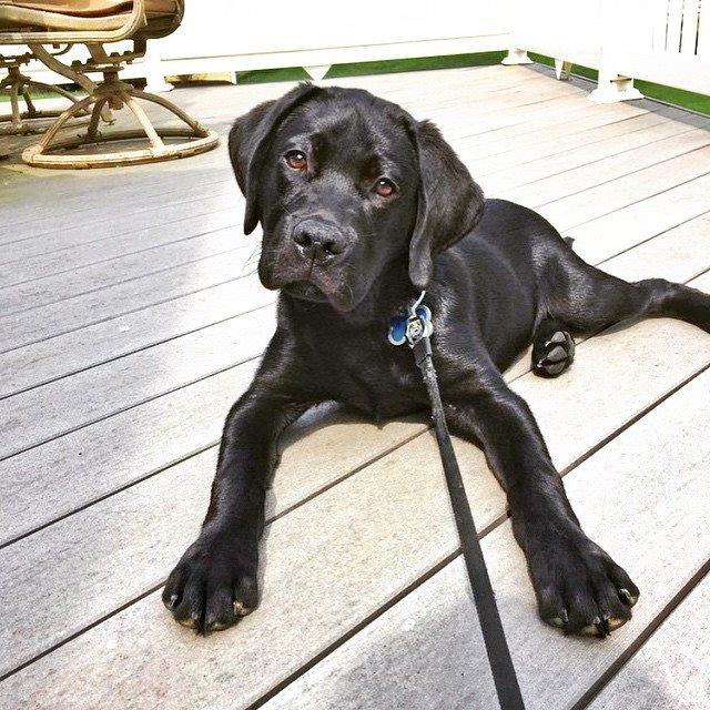 SKI Labradors in Ohio | Labrador Retriever puppies | Good Dog