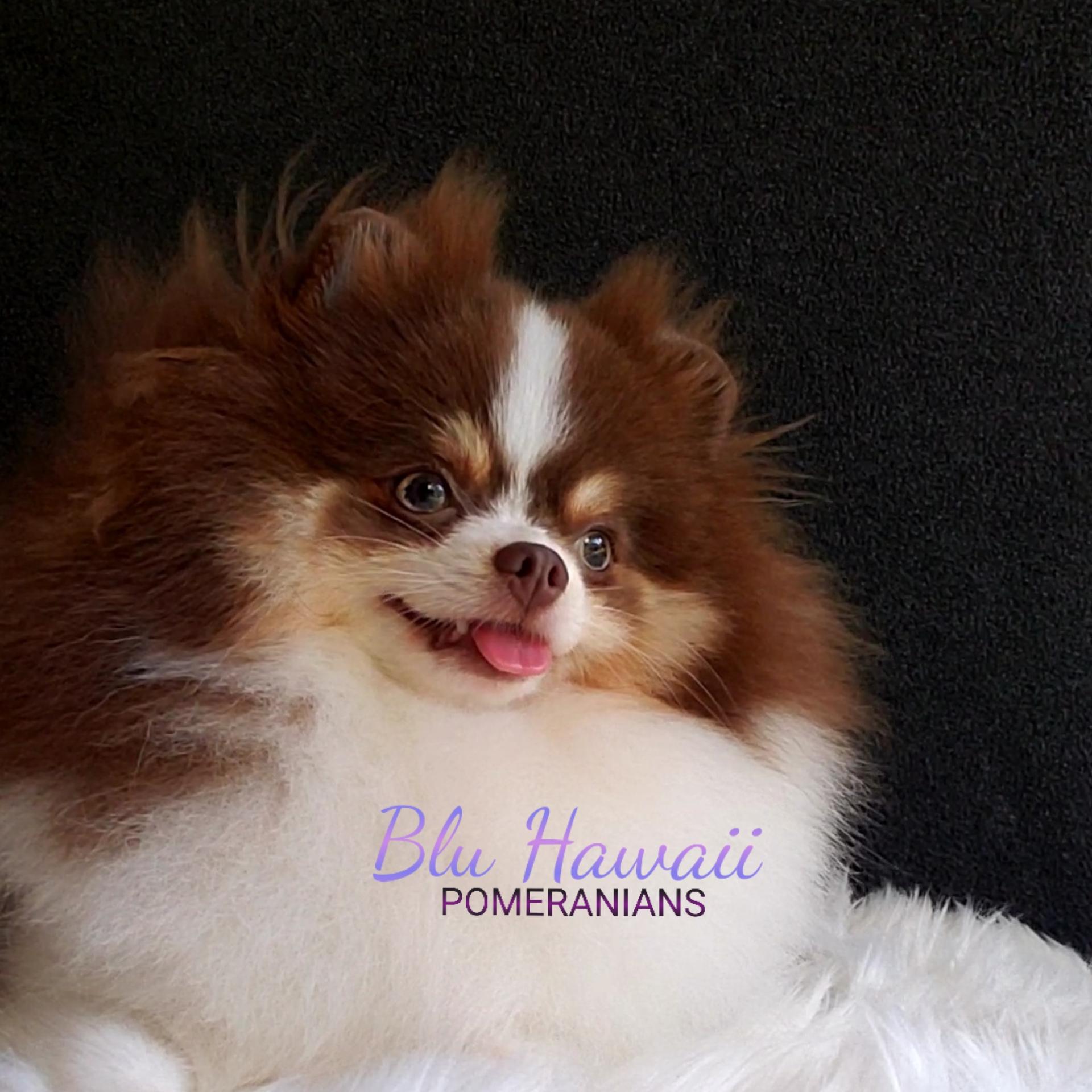 Blu Hawaii Pomeranians in Hawaii | Pomeranian puppies | Good Dog
