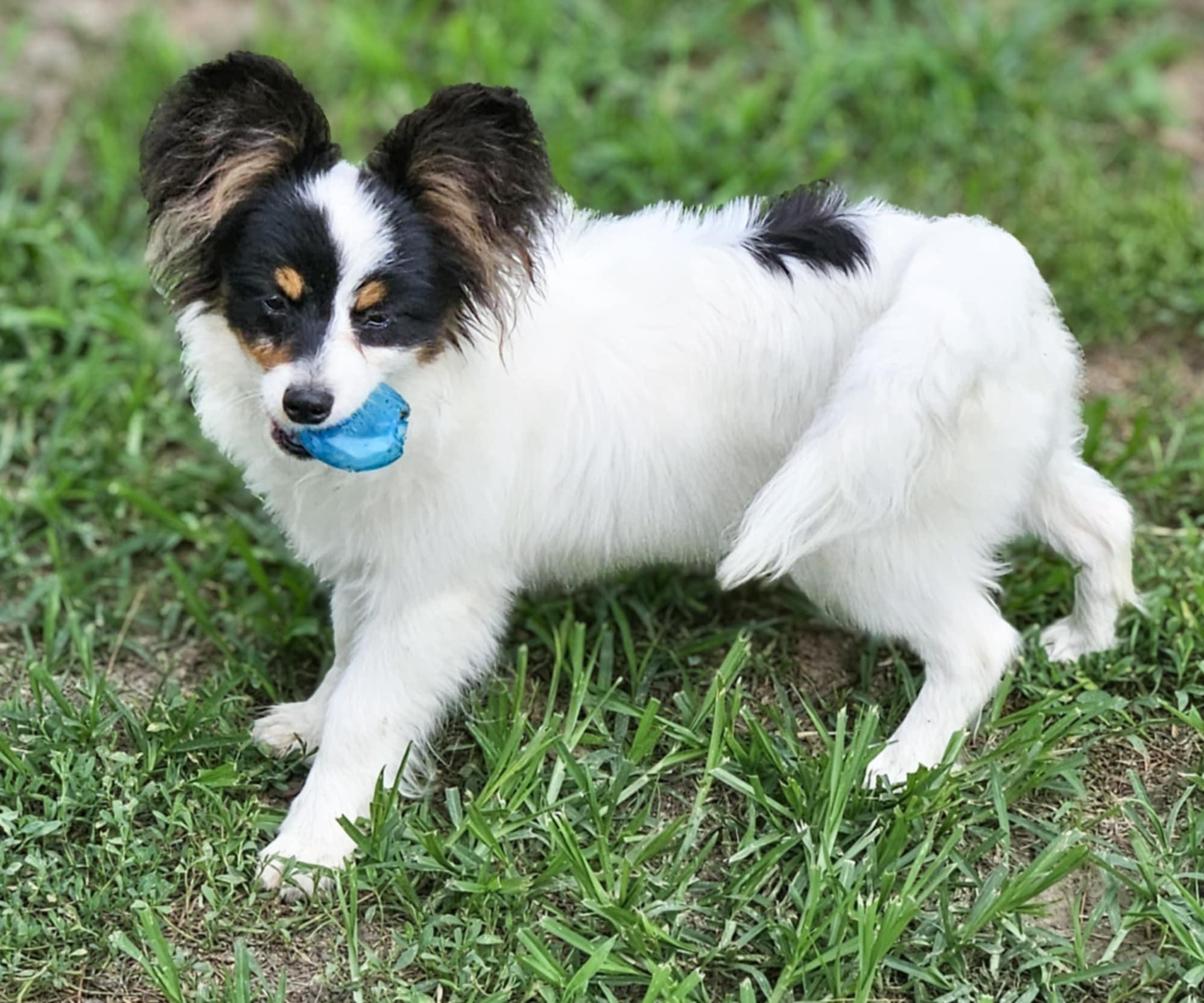 Papillon Love in Missouri | Papillon puppies | Good Dog