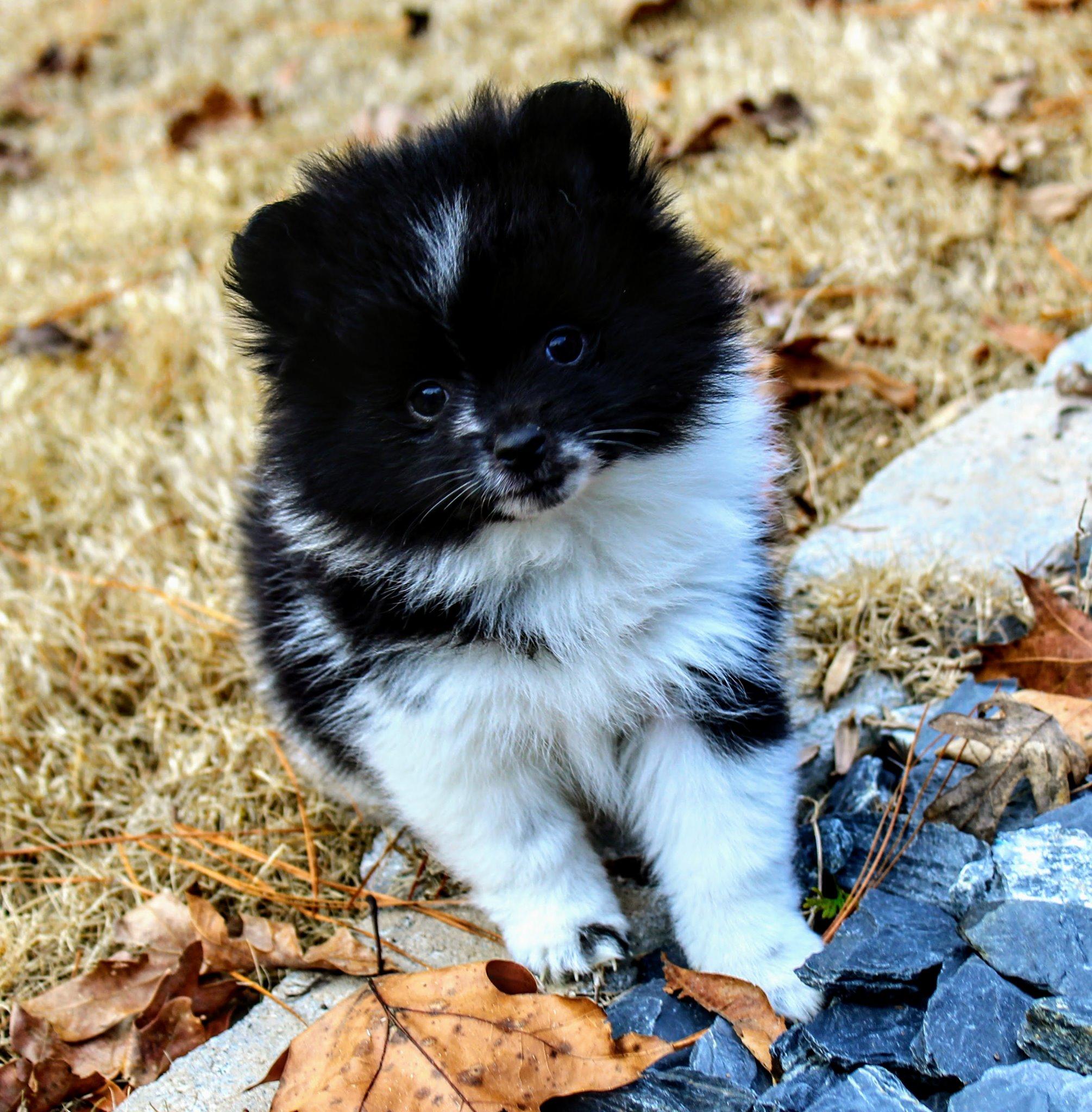 Alpha Poms & Pomskies in Georgia | Pomeranian and Pomsky puppies | Good Dog