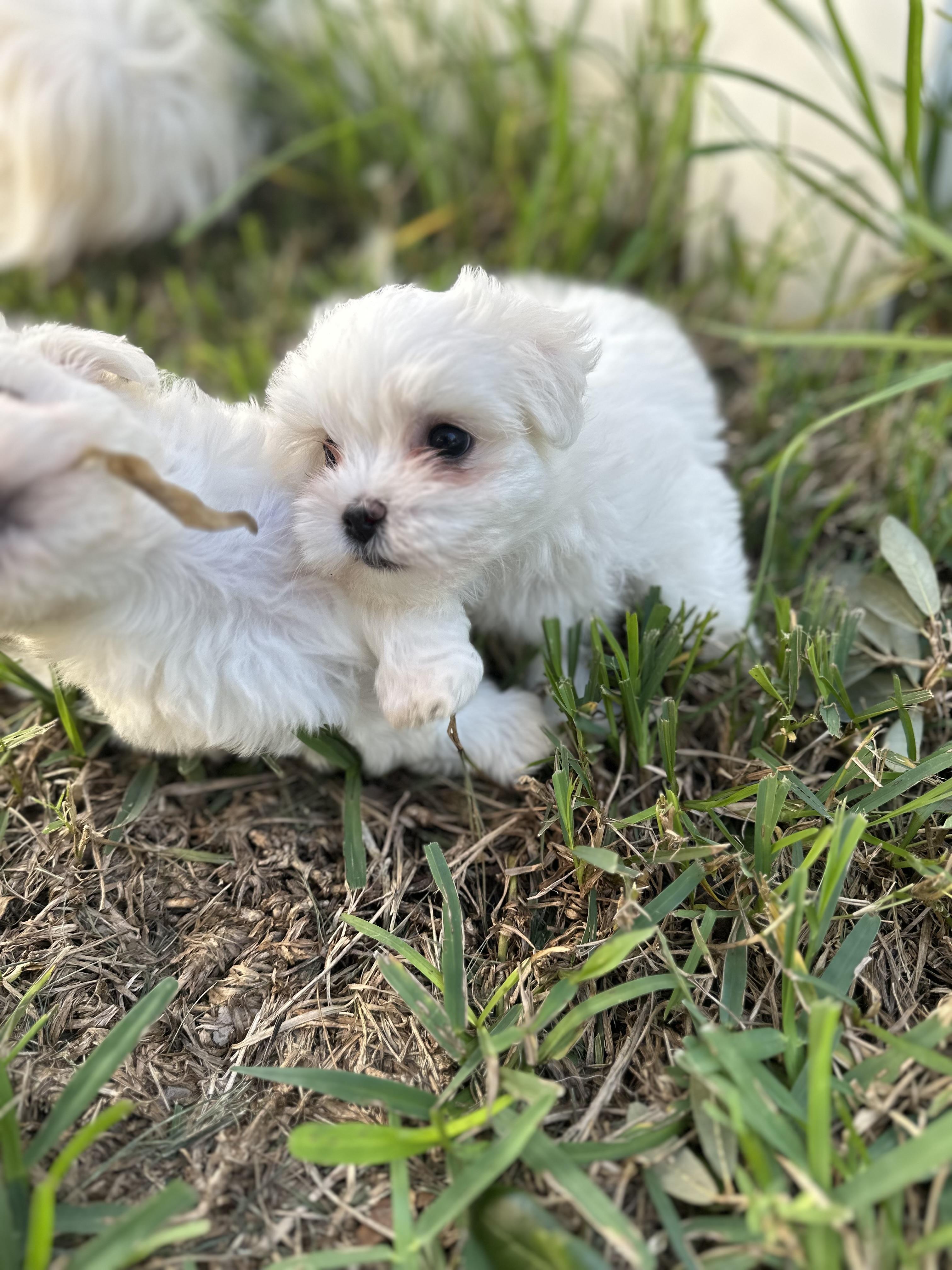 Purebred Maltese puppies Florida in Florida | Maltese puppies | Good Dog