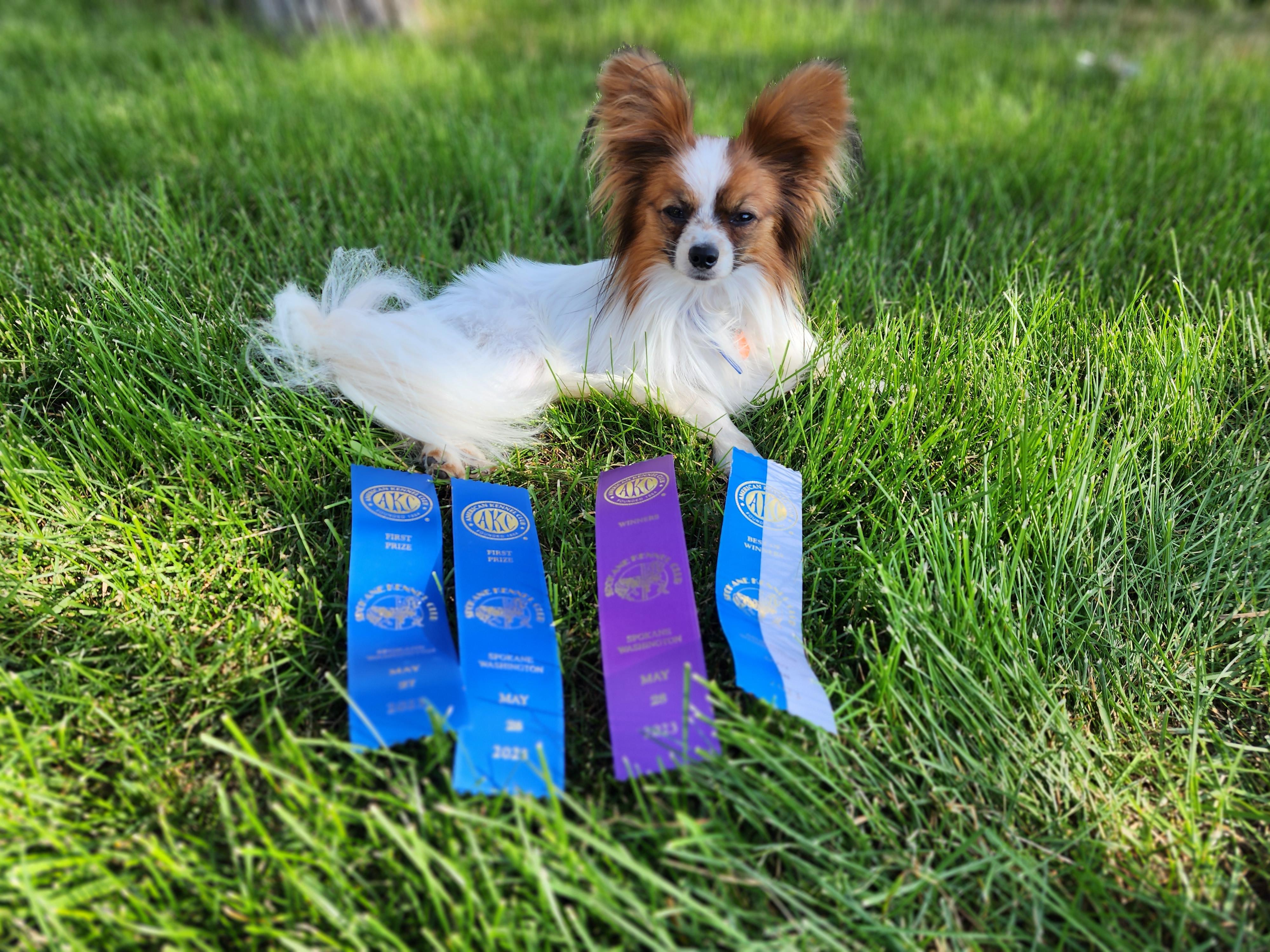 Lovely Ladies and Little Asses Miniature Equines (L3A Pomeranians ...