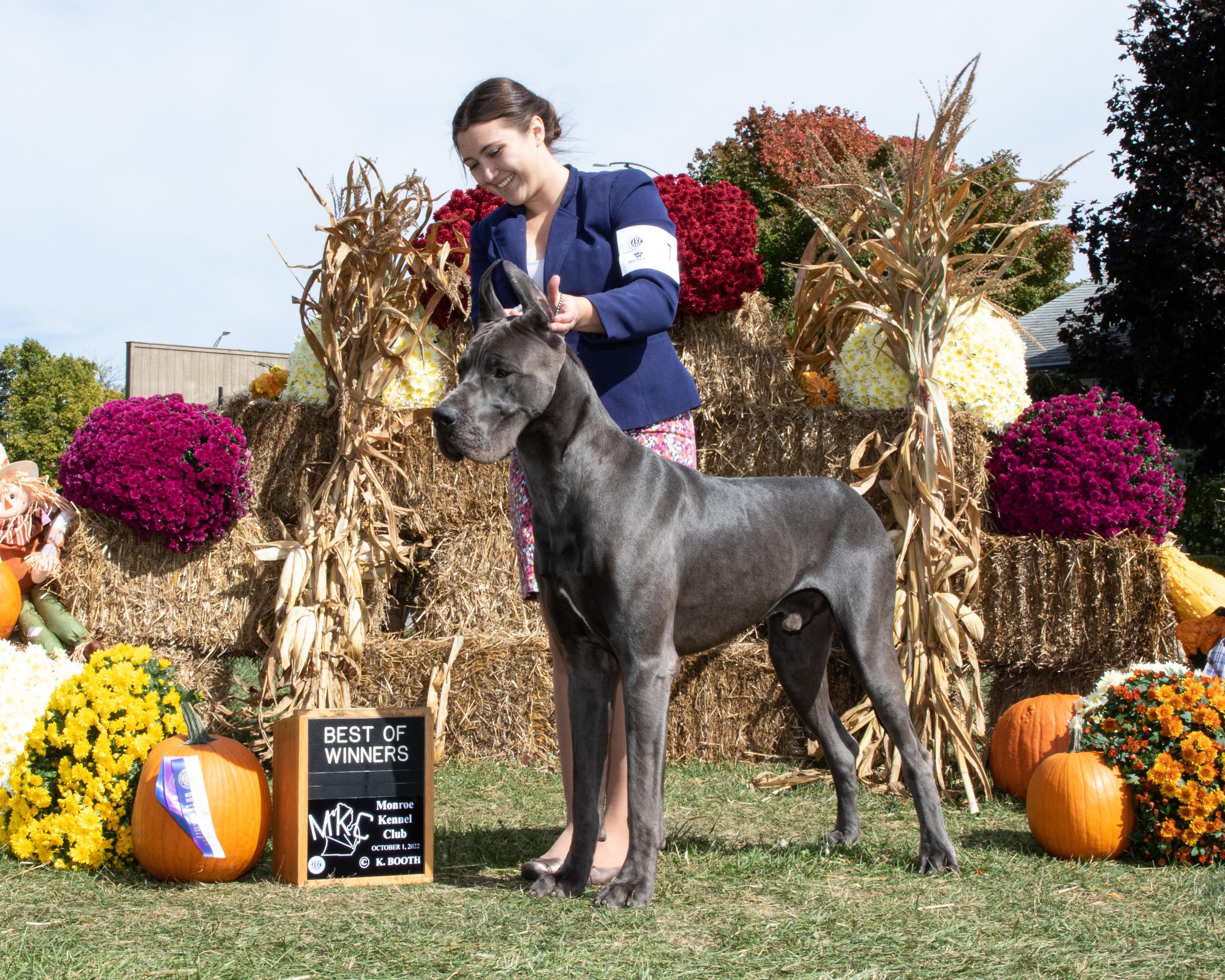 Lazuli Great Danes in Michigan | Great Dane puppies | Good Dog