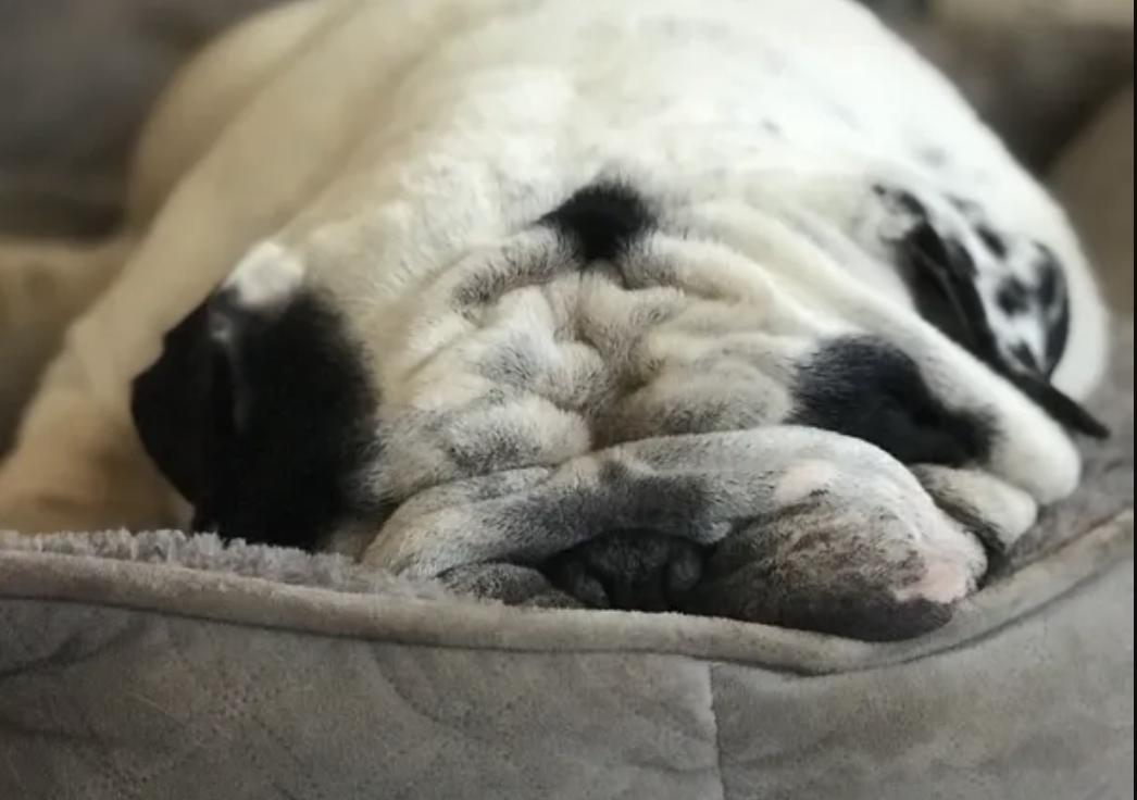 Bonham Bullies in Missouri | Bulldog puppies | Good Dog
