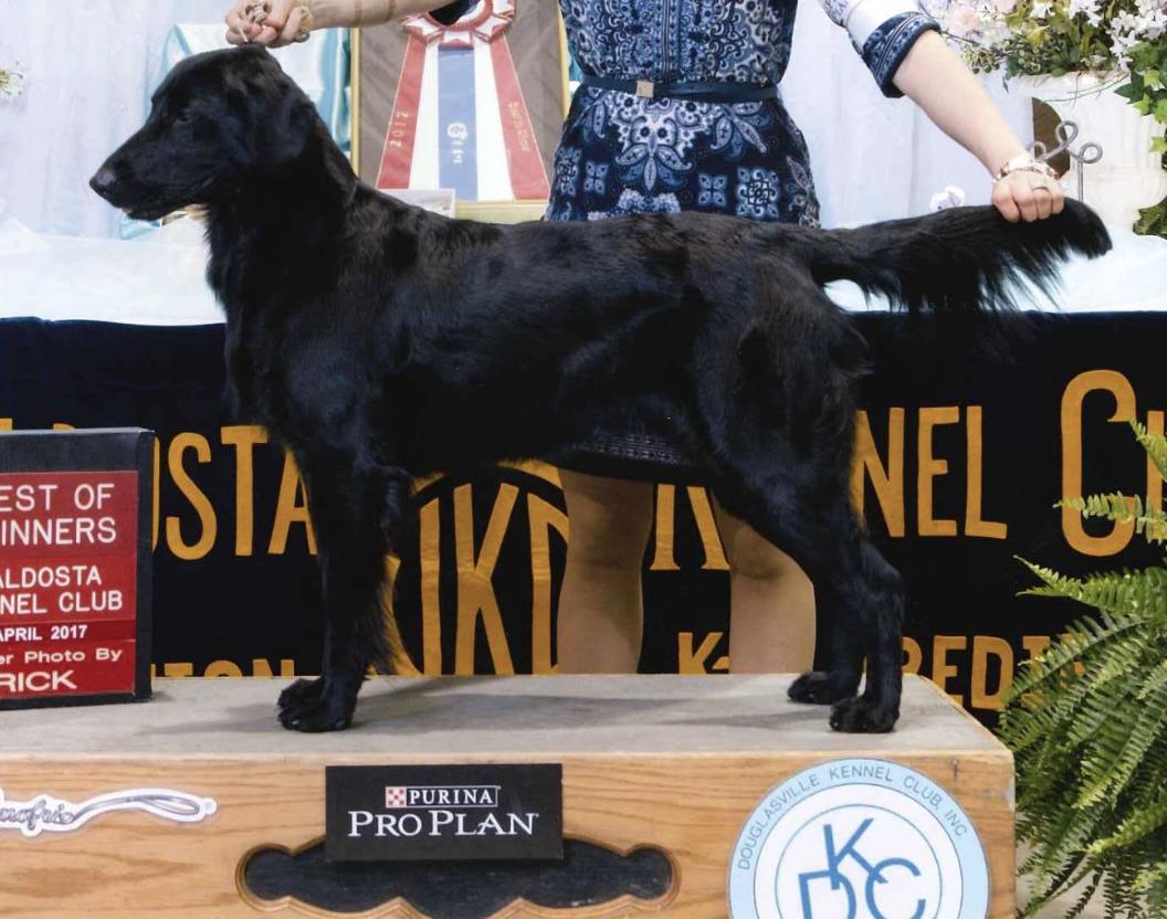 Harlequin Flat-Coated Retrievers in New Jersey | Flat-Coated Retriever ...