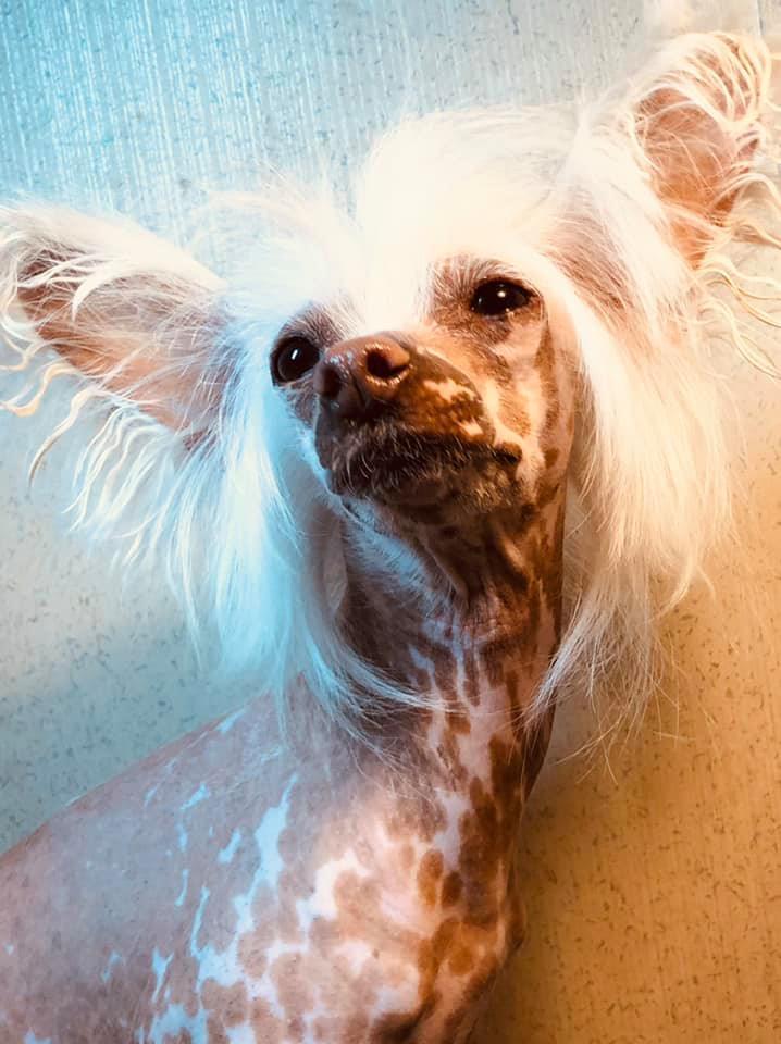 Aradia in Arizona | Chinese Crested puppies | Good Dog