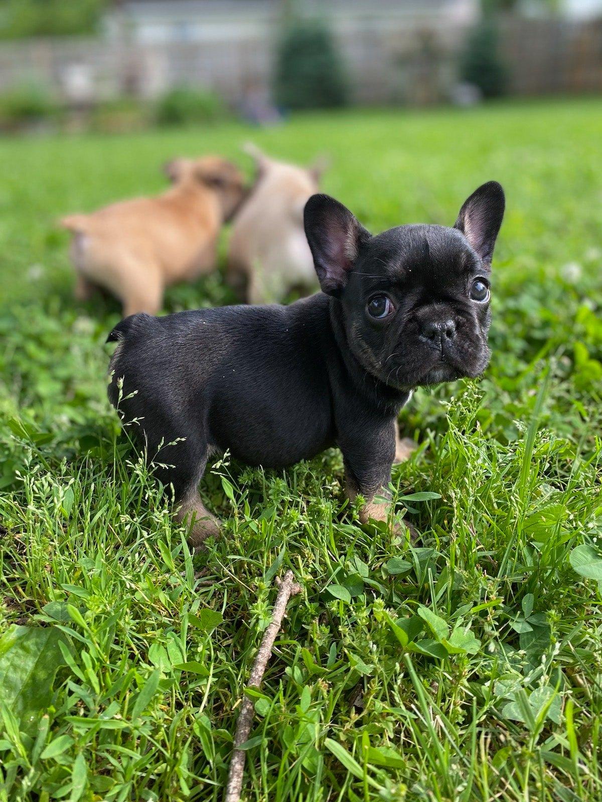 St Louis Frenchies in Missouri | French Bulldog puppies | Good Dog