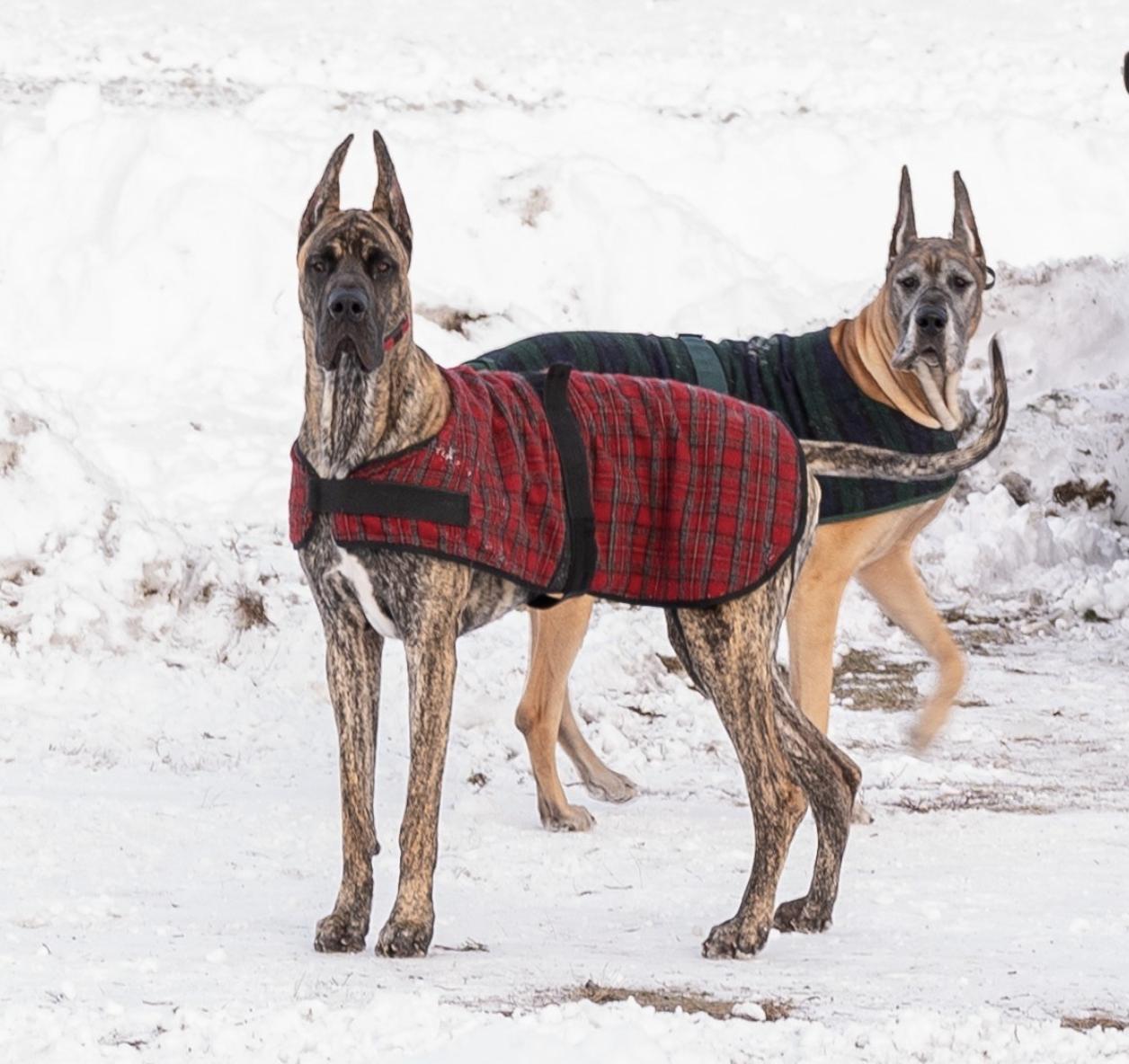 Jaclyn Galusha in New York | Great Dane puppies | Good Dog