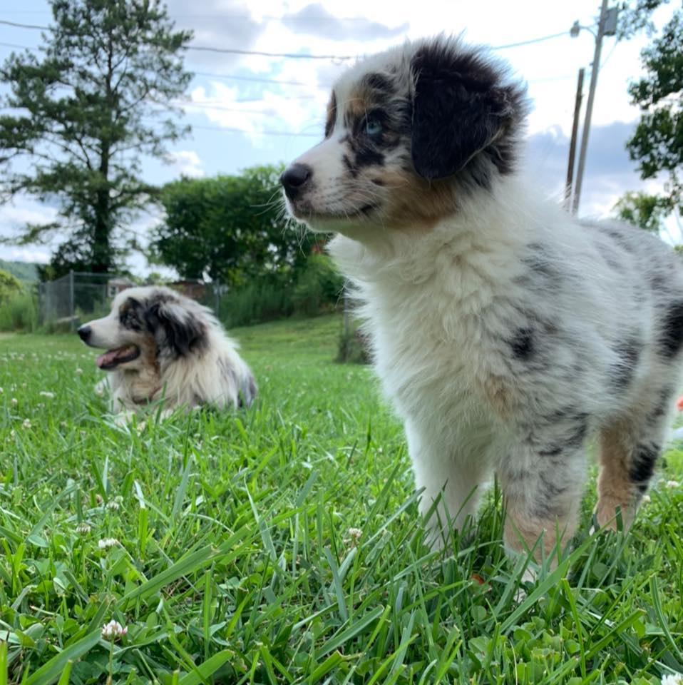 Virginia Australian Shepherds in Virginia | Australian Shepherd puppies ...