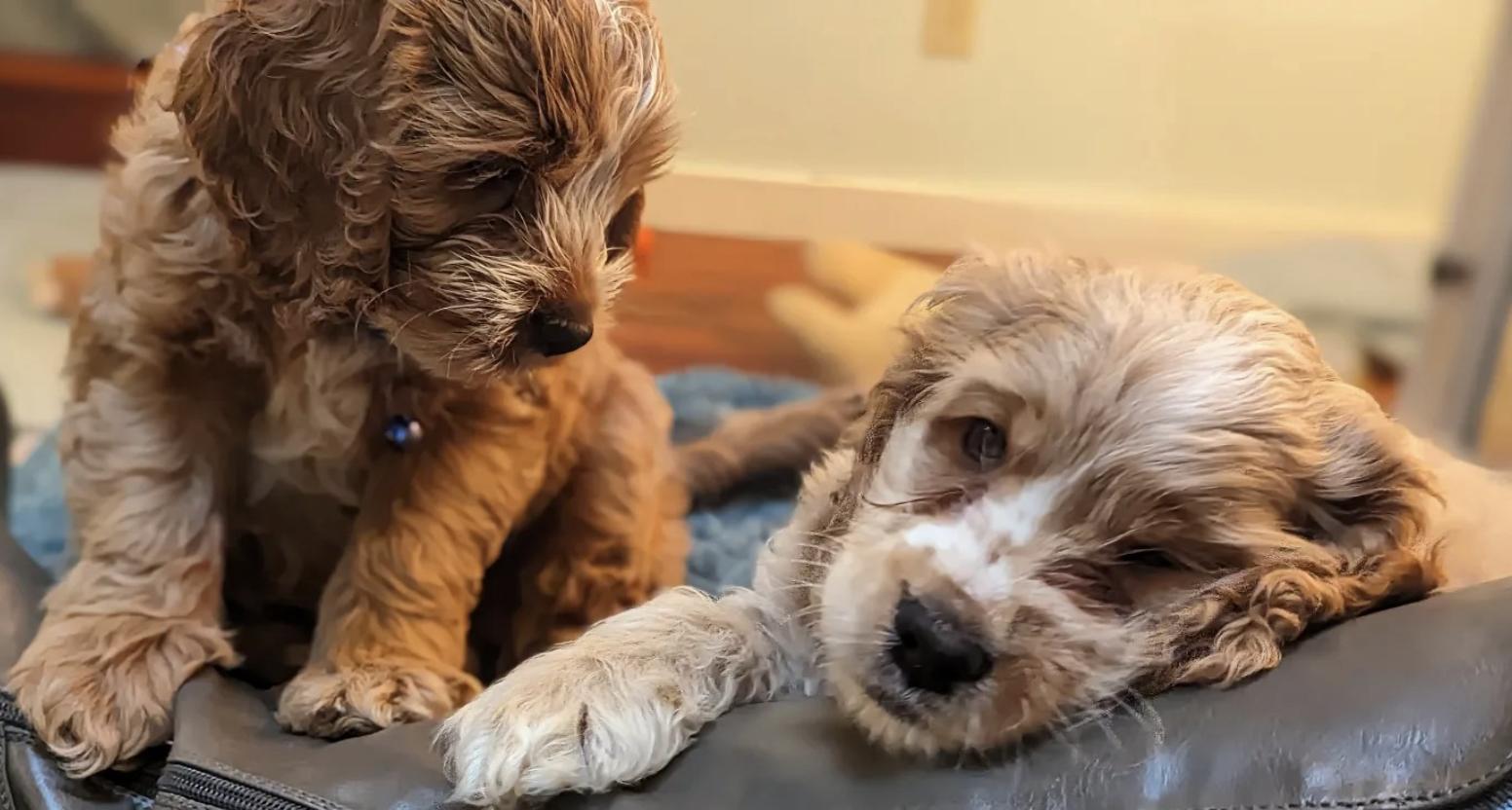Enchanted Forest Cockapoos in Washington | Cockapoo puppies | Good Dog