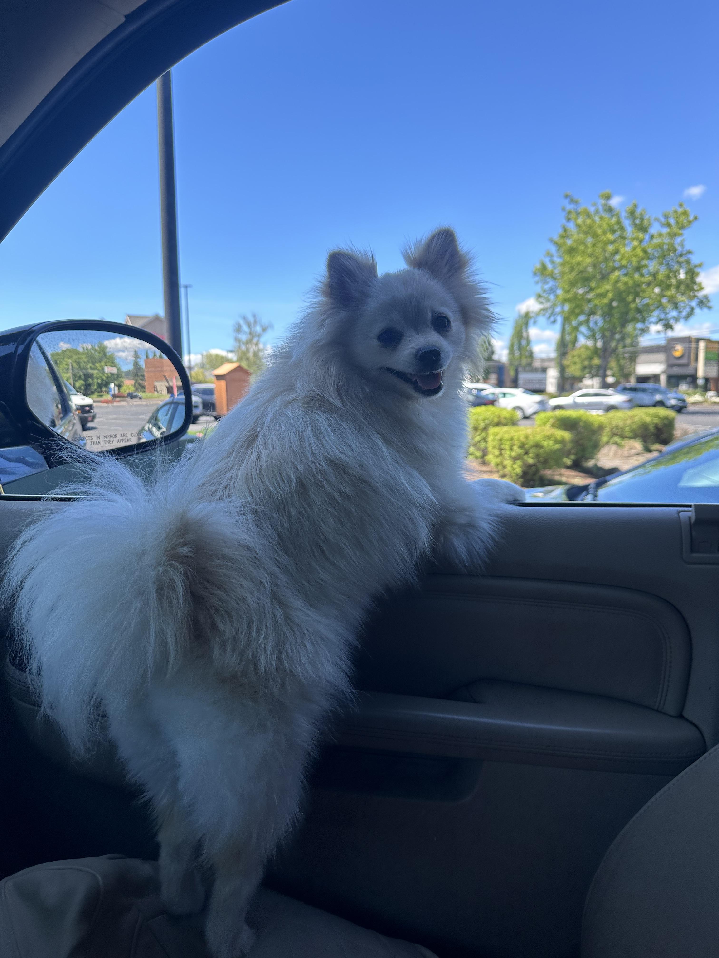 Mac Daddy Poms in Oregon | Pomeranian puppies | Good Dog