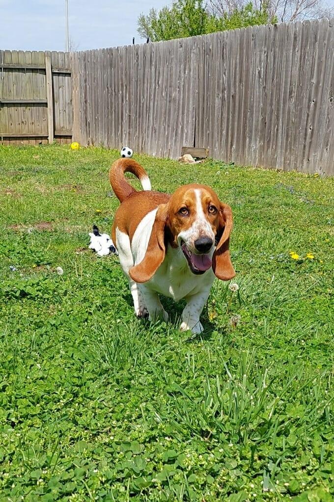 JAK Basset in Missouri | Basset Hound puppies | Good Dog