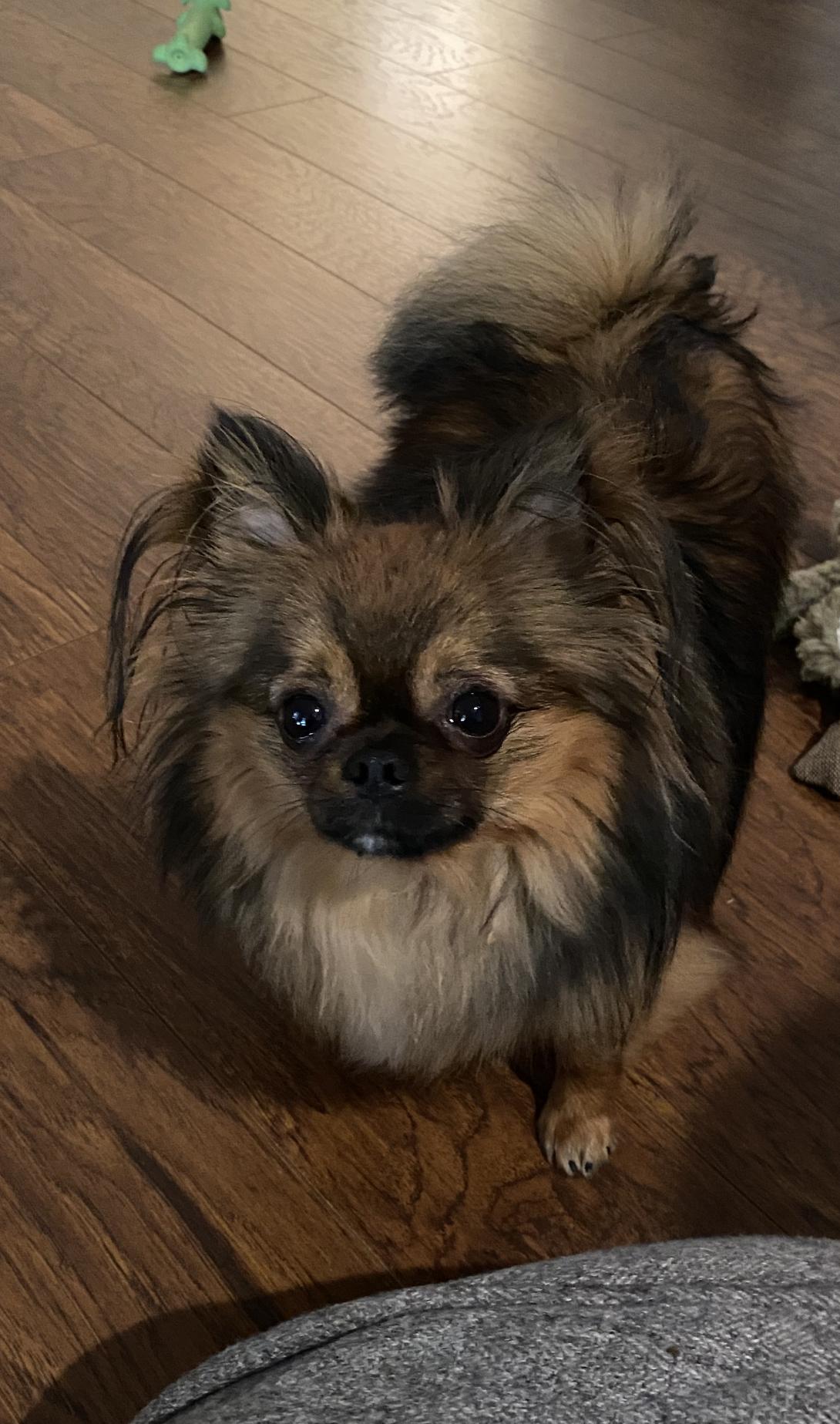 Uey’s Chihuahuas in Florida | Chihuahua puppies | Good Dog