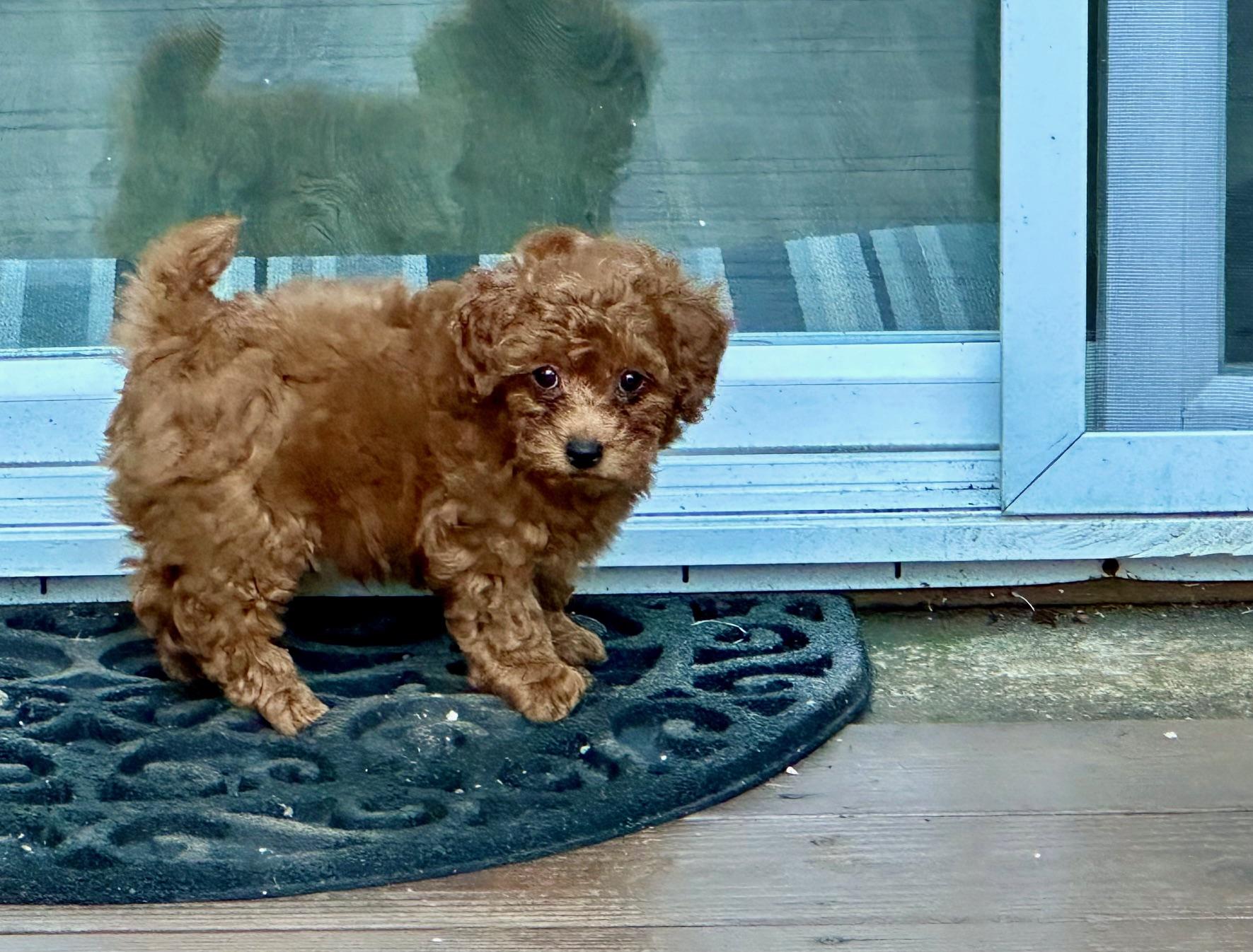 Lidiya Poodles in Oregon | Poodle puppies | Good Dog
