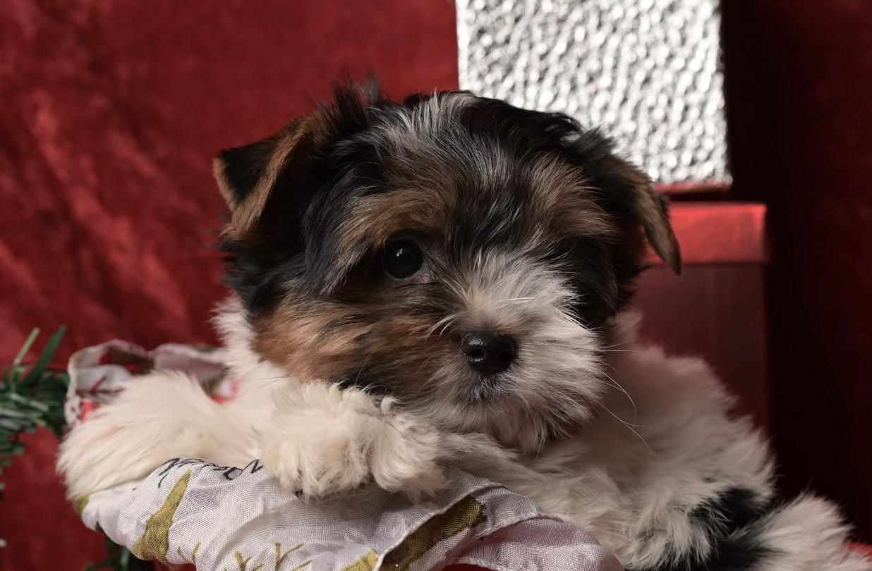 Biewer Terriers by Rimba in Oregon | Biewer Terrier puppies | Good Dog