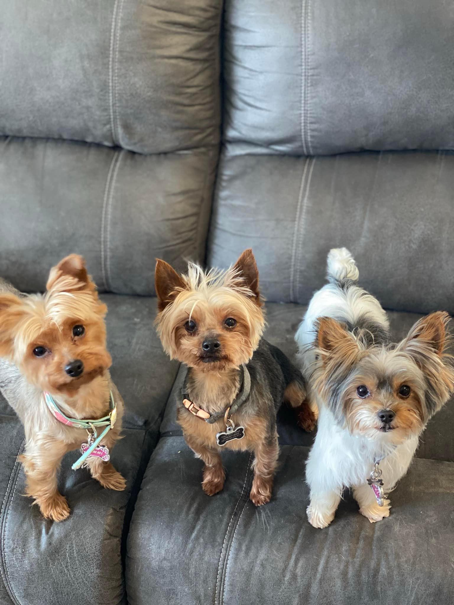 Cherry Tree Kennels in Idaho | Yorkshire Terrier puppies | Good Dog