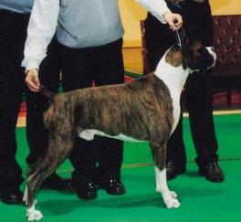 Pine Oaks Kennel in Indiana | Boxer and Yorkshire Terrier puppies ...