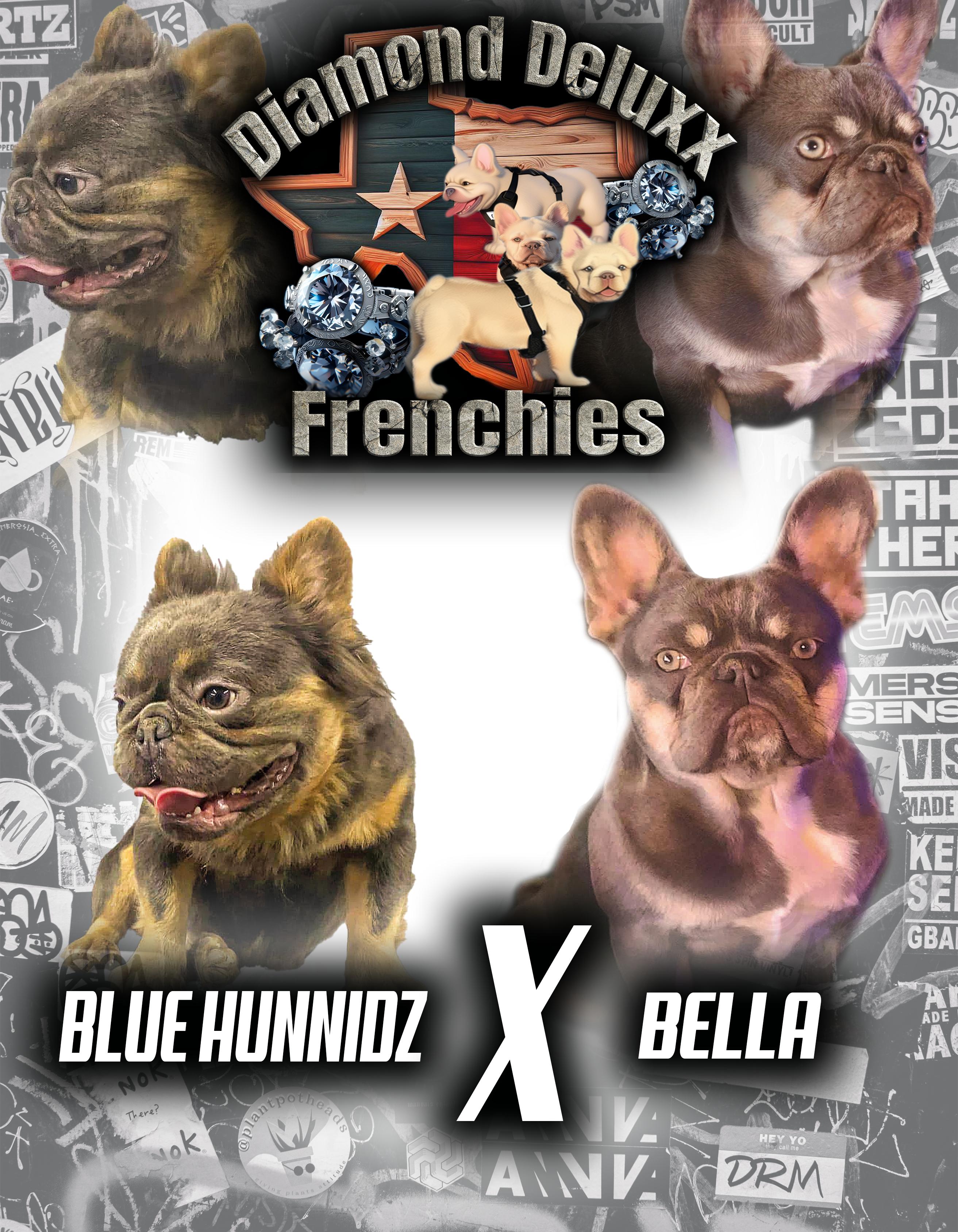 Diamond Deluxx Frenchies in Texas | French Bulldog and Pomeranian ...