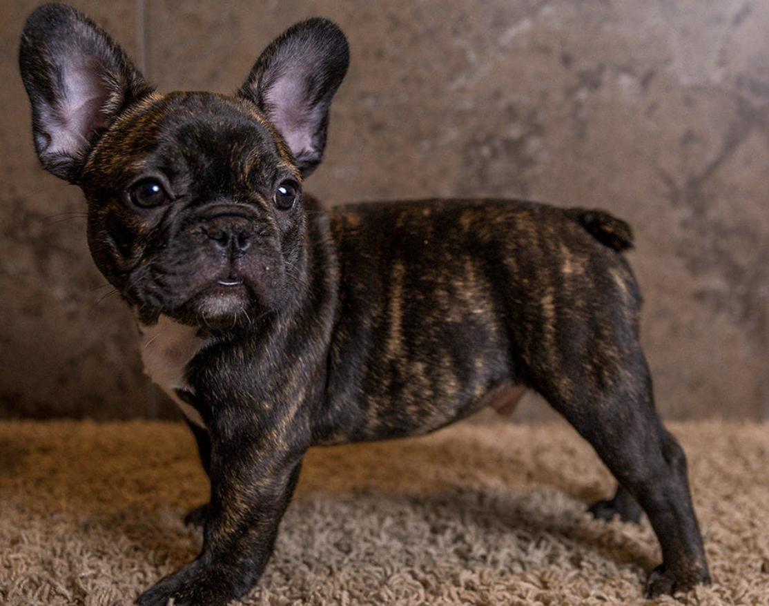 Savvy Frenchies in Oklahoma | French Bulldog puppies | Good Dog