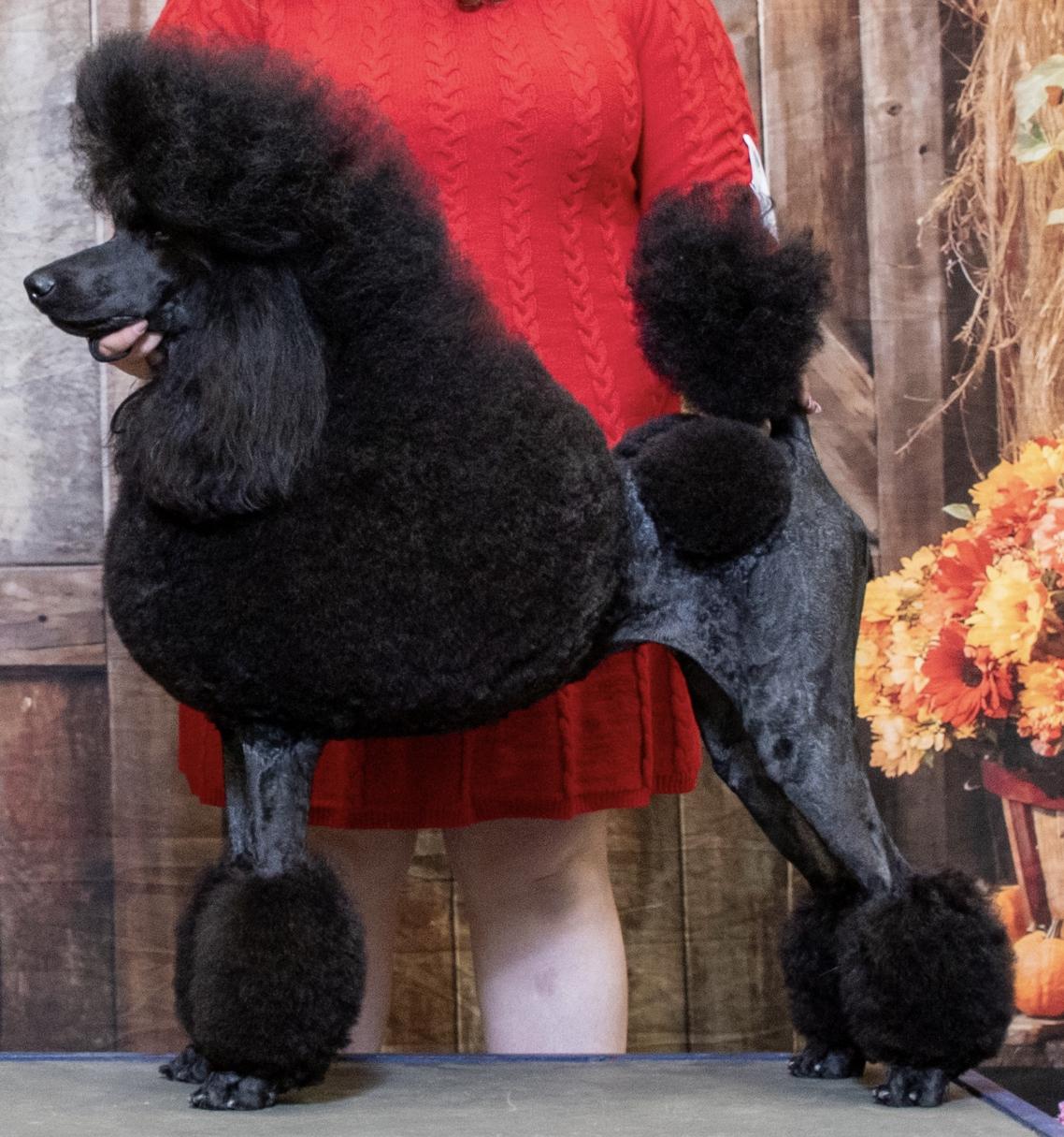 Champagne Poodles in Wisconsin | Poodle puppies | Good Dog