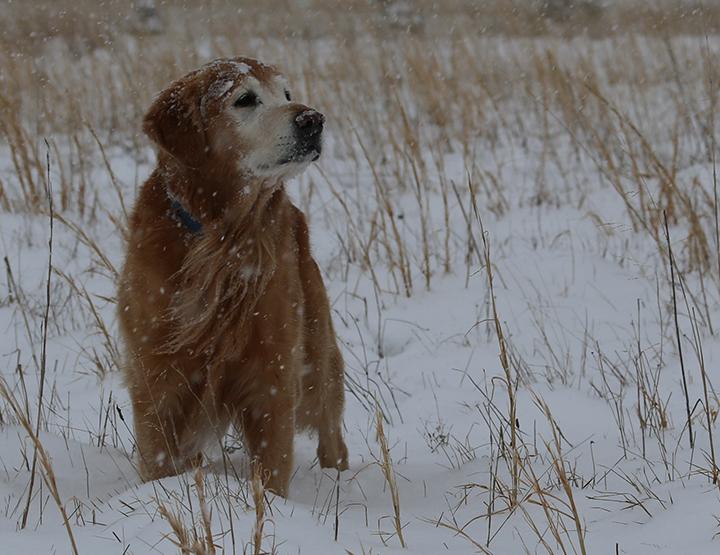 Goose Ridge Retrievers in Virginia | Golden Retriever puppies | Good Dog