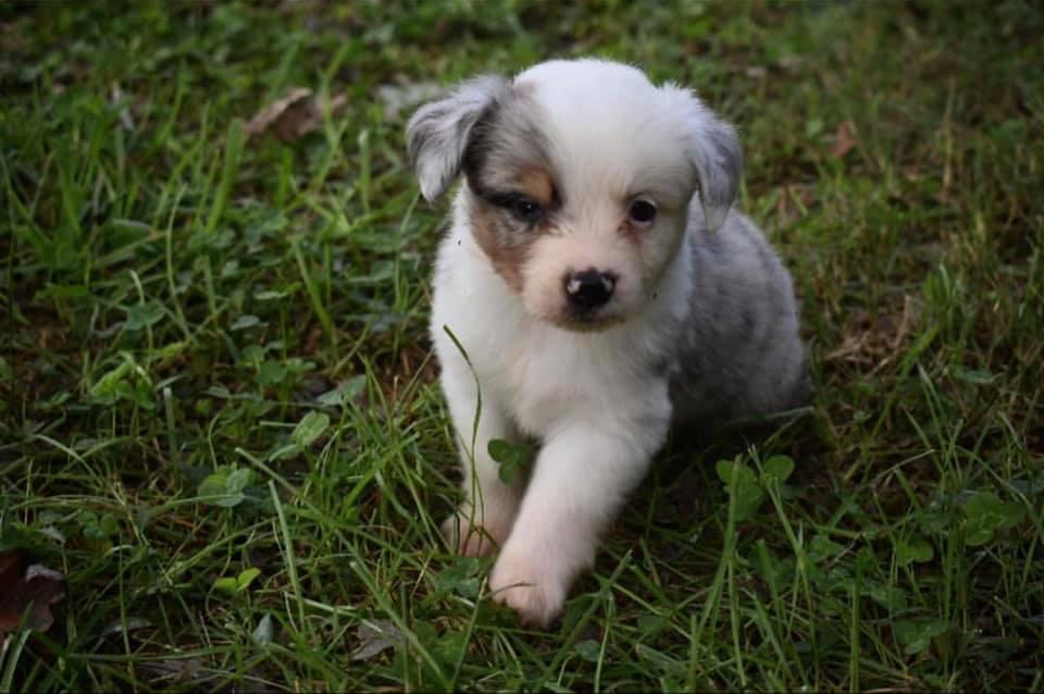 Dobbs Mini Farm in Illinois | Miniature Australian Shepherd puppies ...