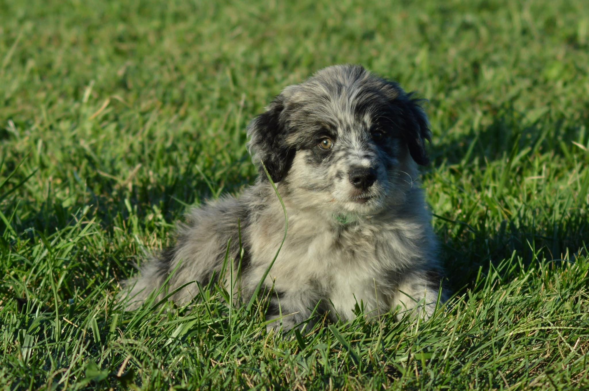 Shooting Stars Bordoodles in Kansas | Bordoodle puppies | Good Dog