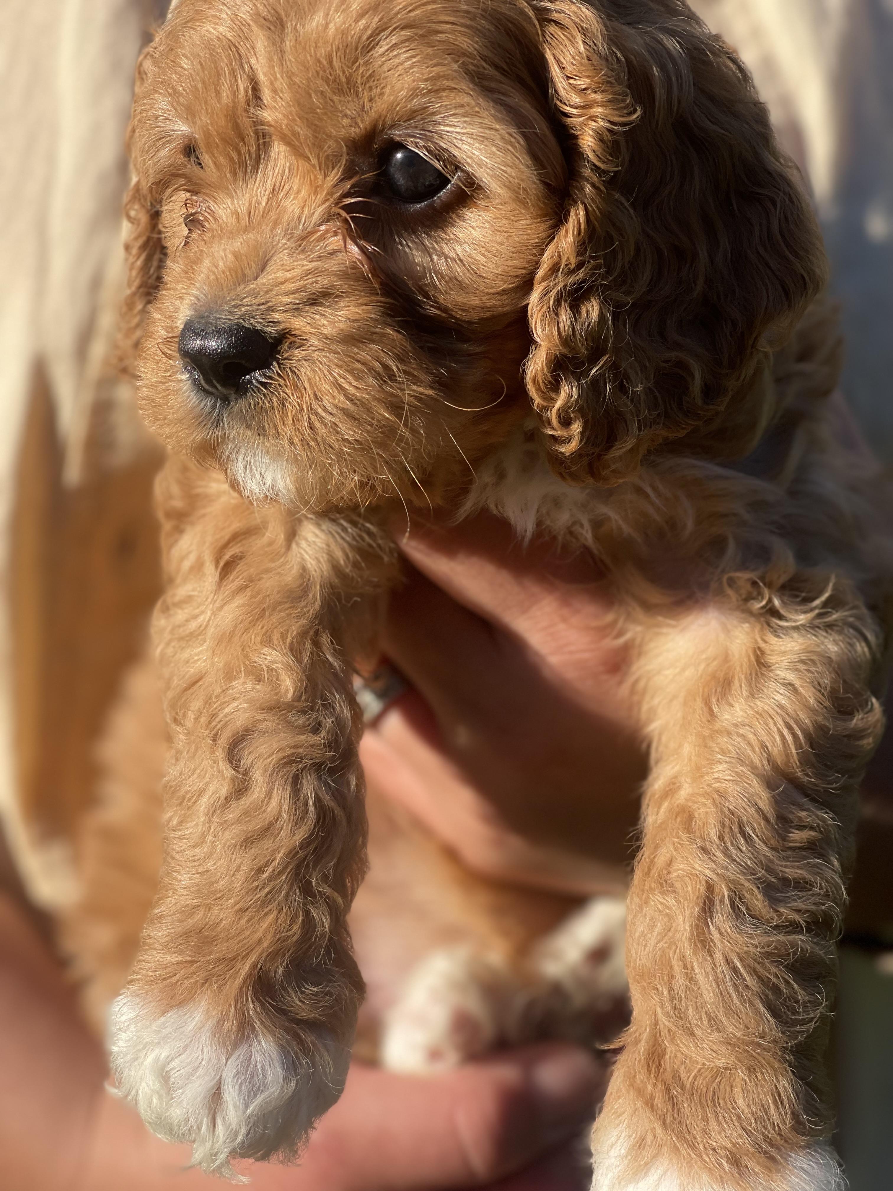 Cavakennels.pnw in Washington | Cavapoo puppies | Good Dog