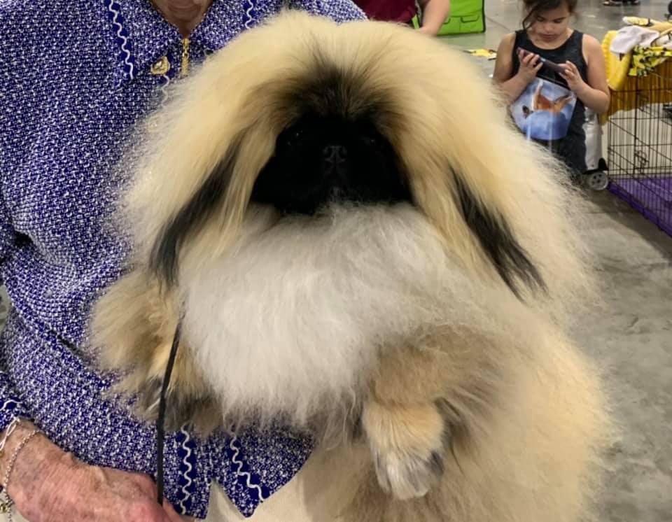 Kay's Pekingese in South Carolina | Pekingese puppies | Good Dog