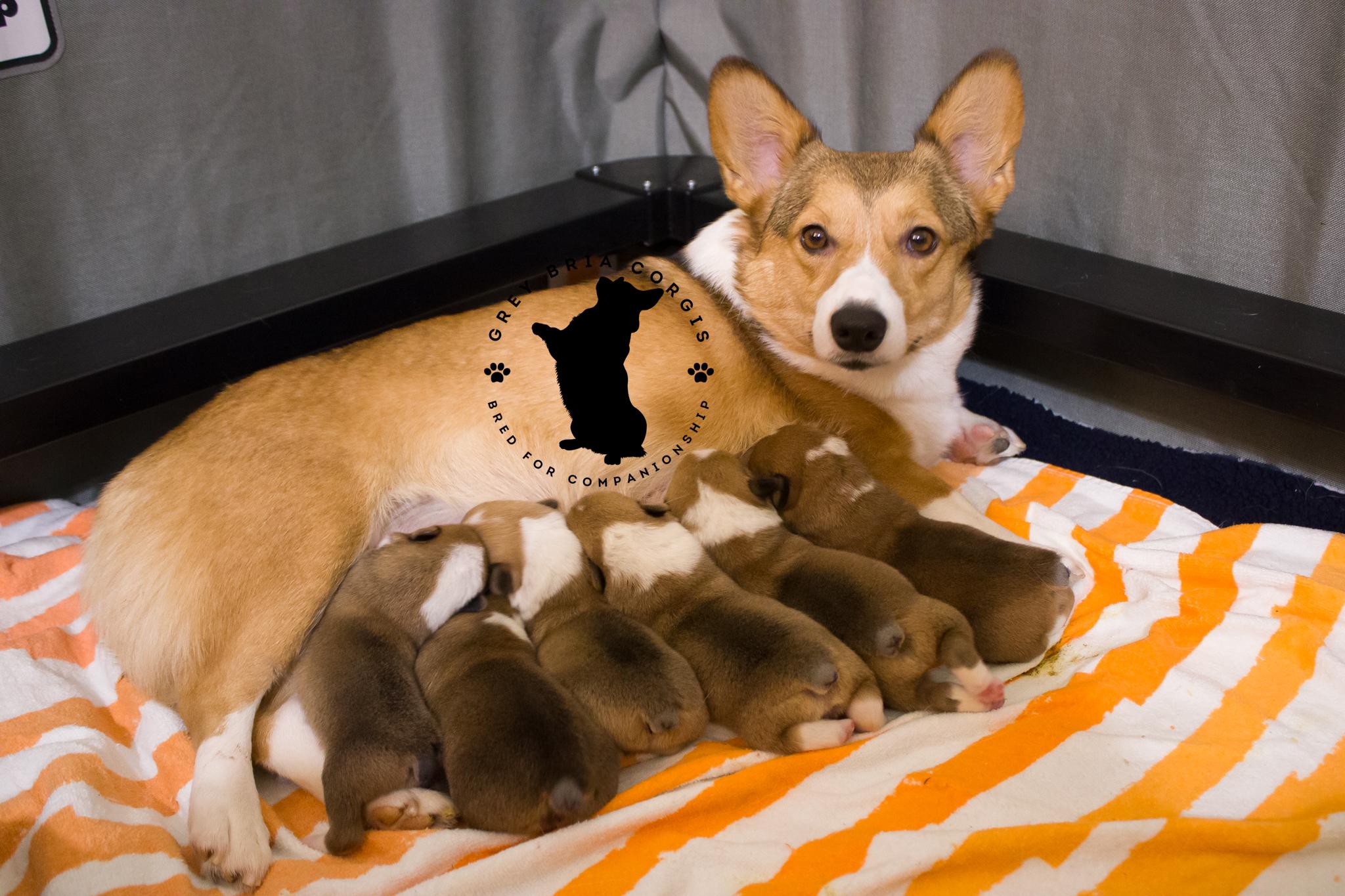 Grey Bria Corgis in California | Pembroke Welsh Corgi puppies | Good Dog