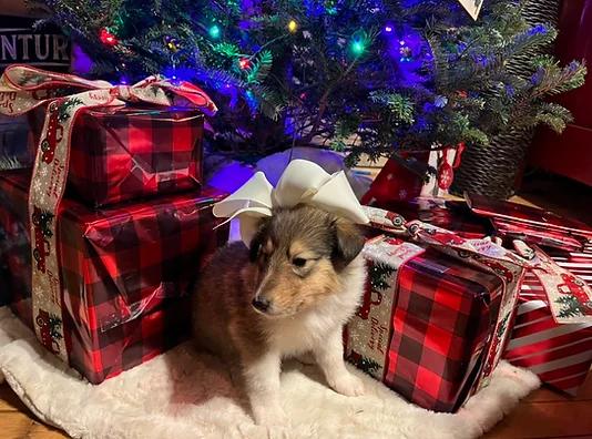 Free State Collies in Alabama | Collie puppies | Good Dog