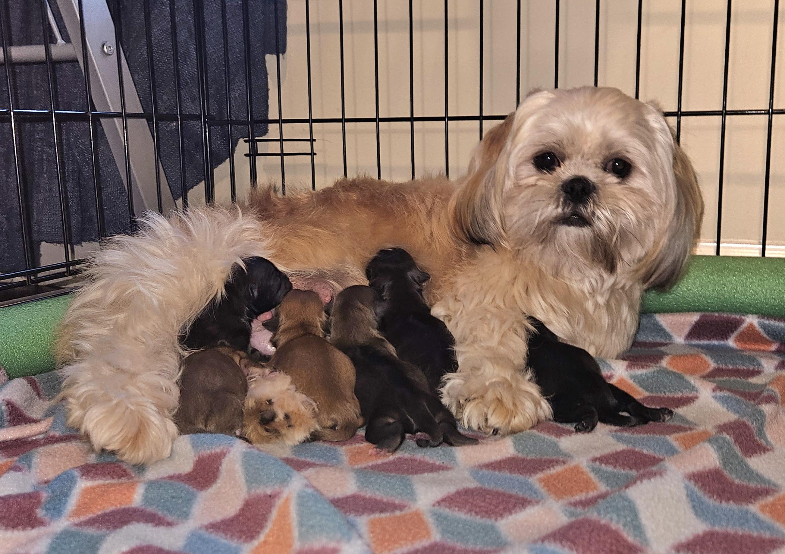 My Precious Paws – Shih Tzu in South Carolina | Shih Tzu puppies | Good Dog