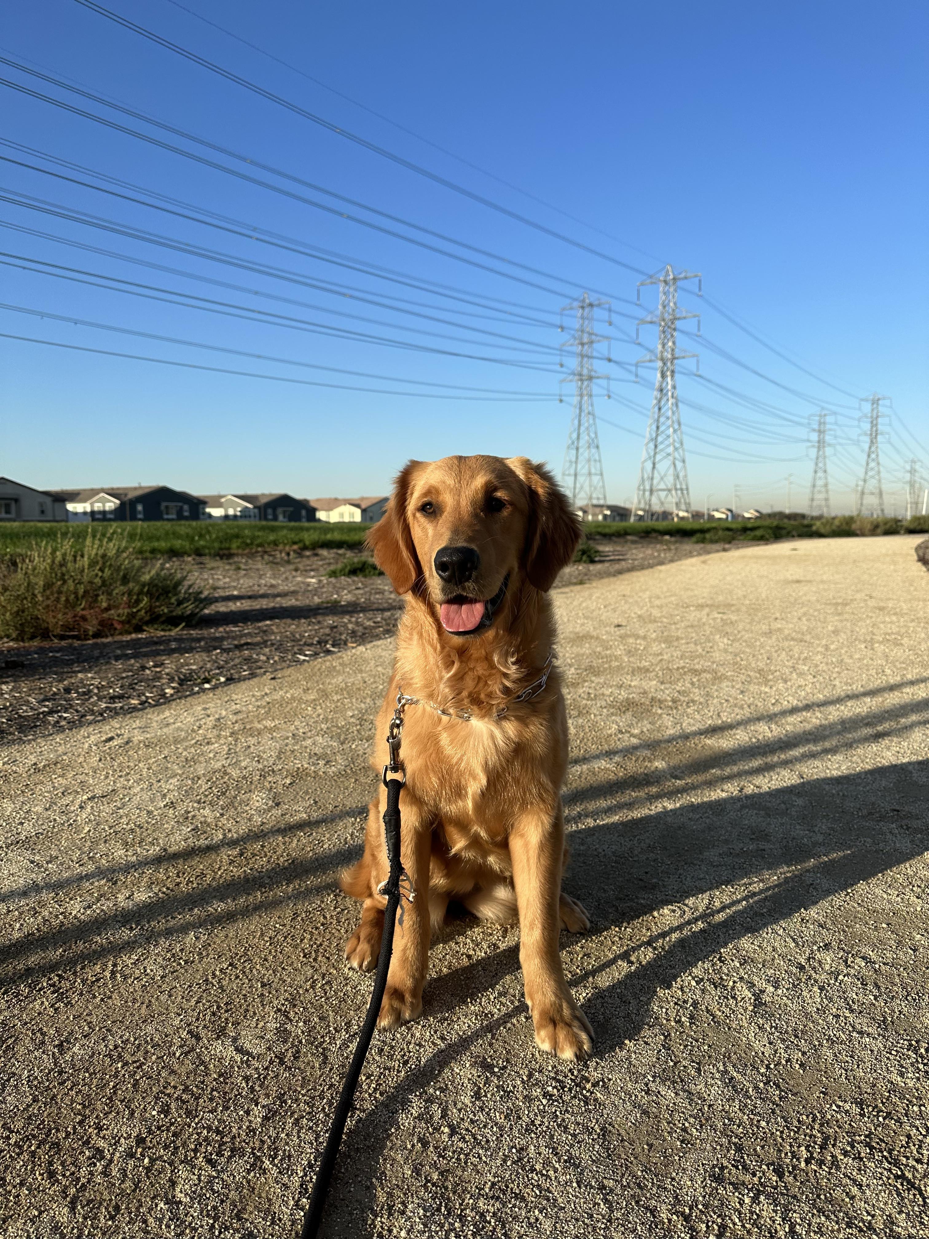 The Red Retrievers in California | Golden Retriever puppies | Good Dog