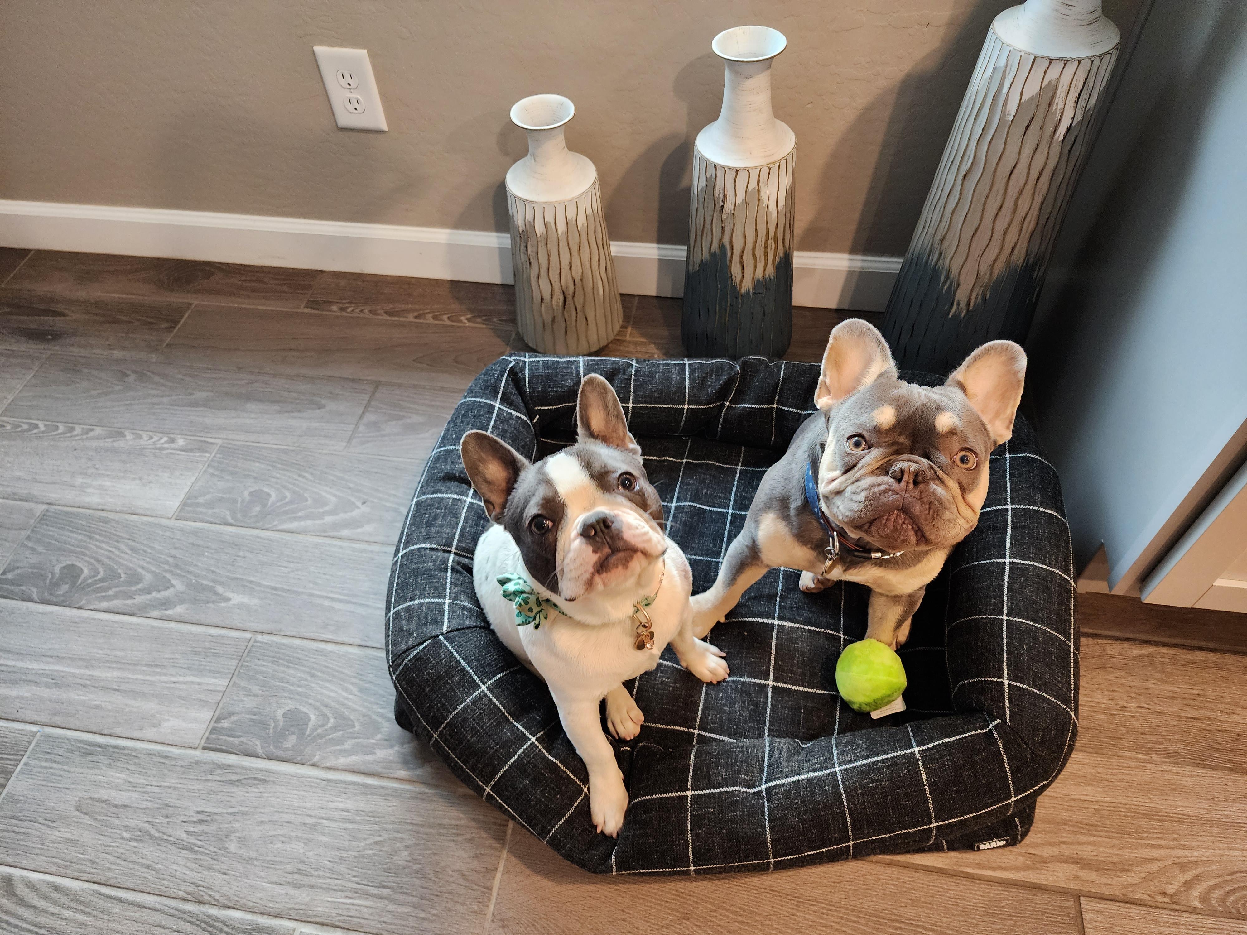 Moki&Mello in Texas | French Bulldog puppies | Good Dog