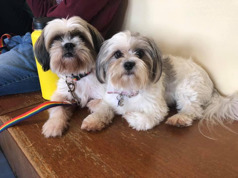 Big Island Shih Tzu Maltese in Hawaii | Maltese, Shih Tzu or Mal-Shi ...