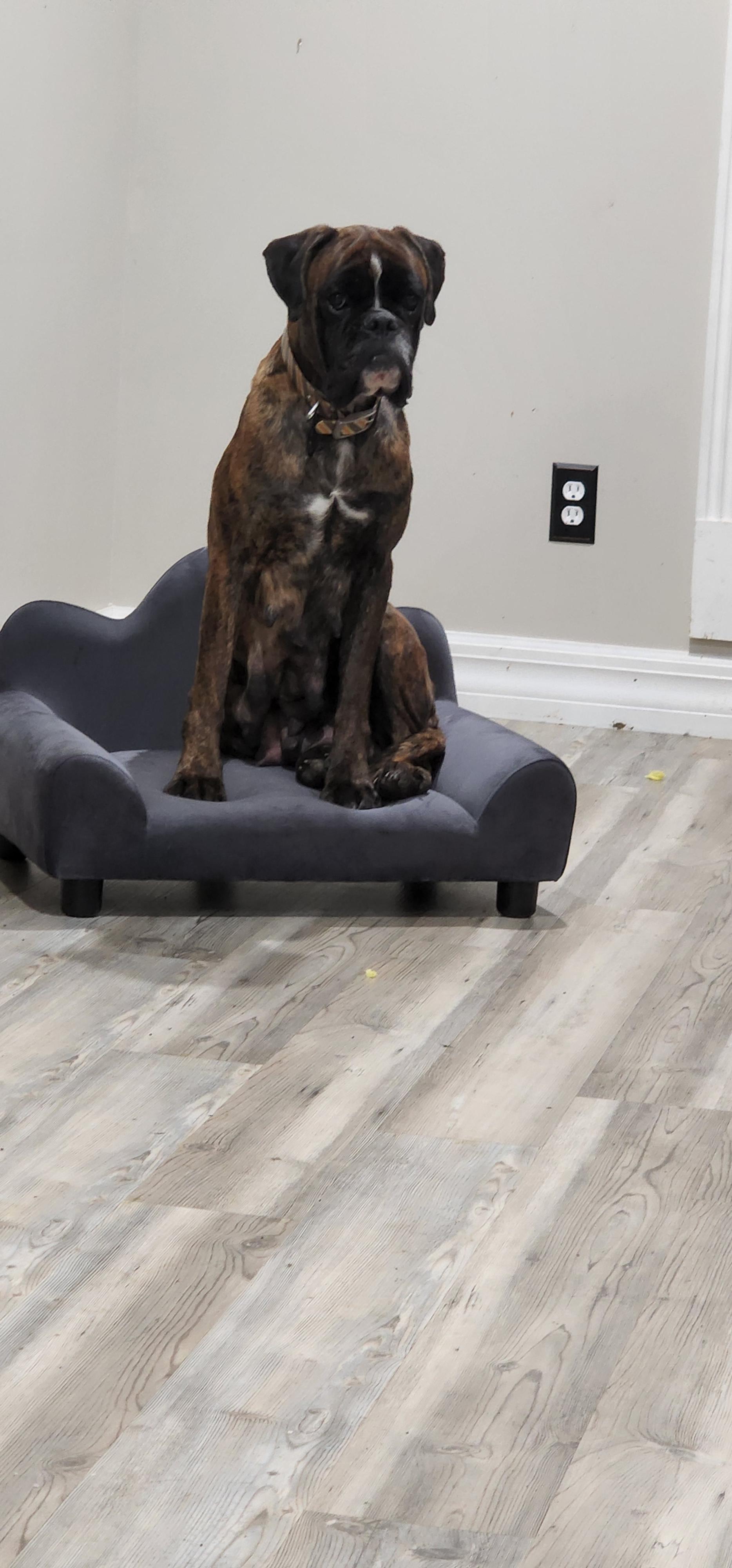 Coast to Coast Boxers in Tennessee | Boxer puppies | Good Dog