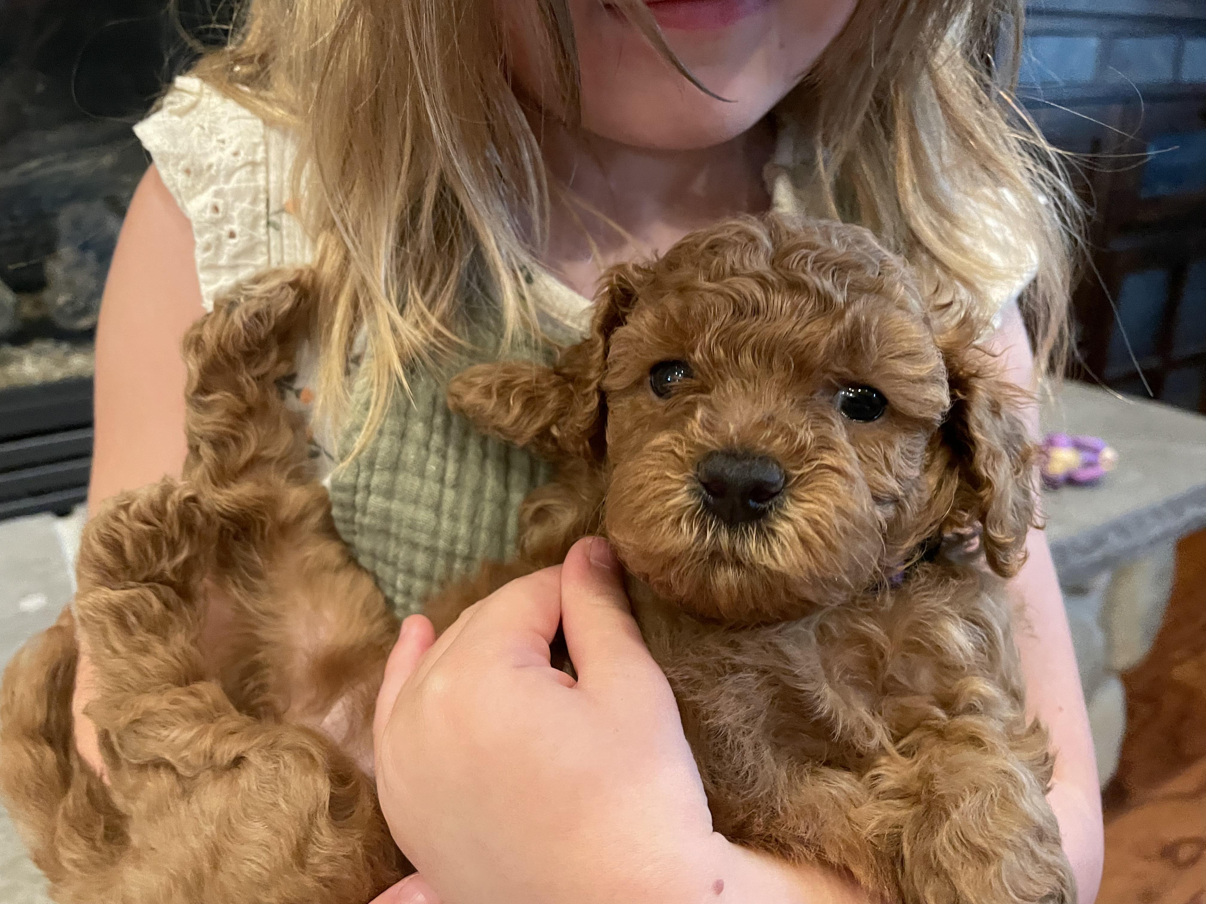 Oregon Doodle in Oregon | Goldendoodle puppies | Good Dog