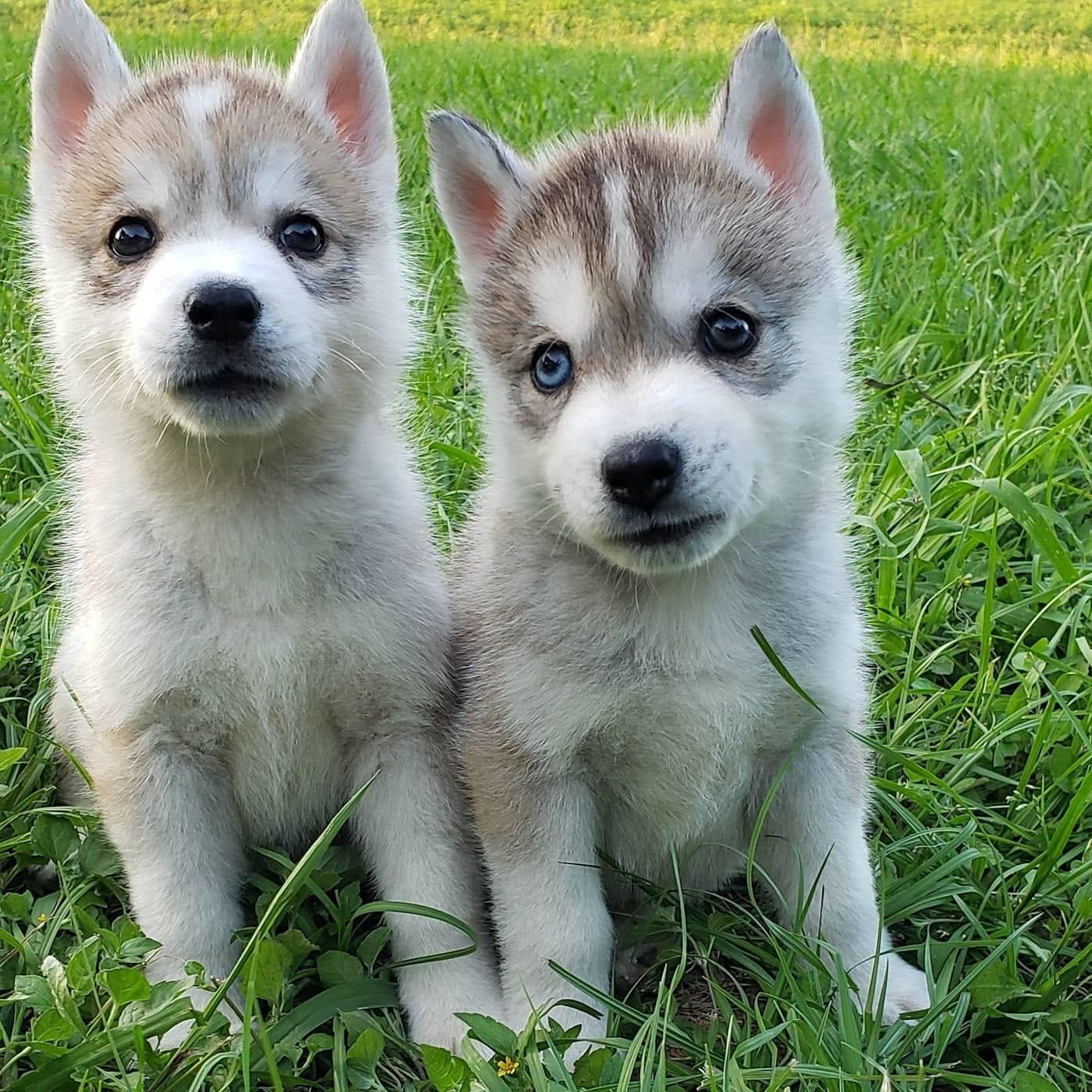 Texas Star Siberians in | Siberian Husky puppies | Good Dog