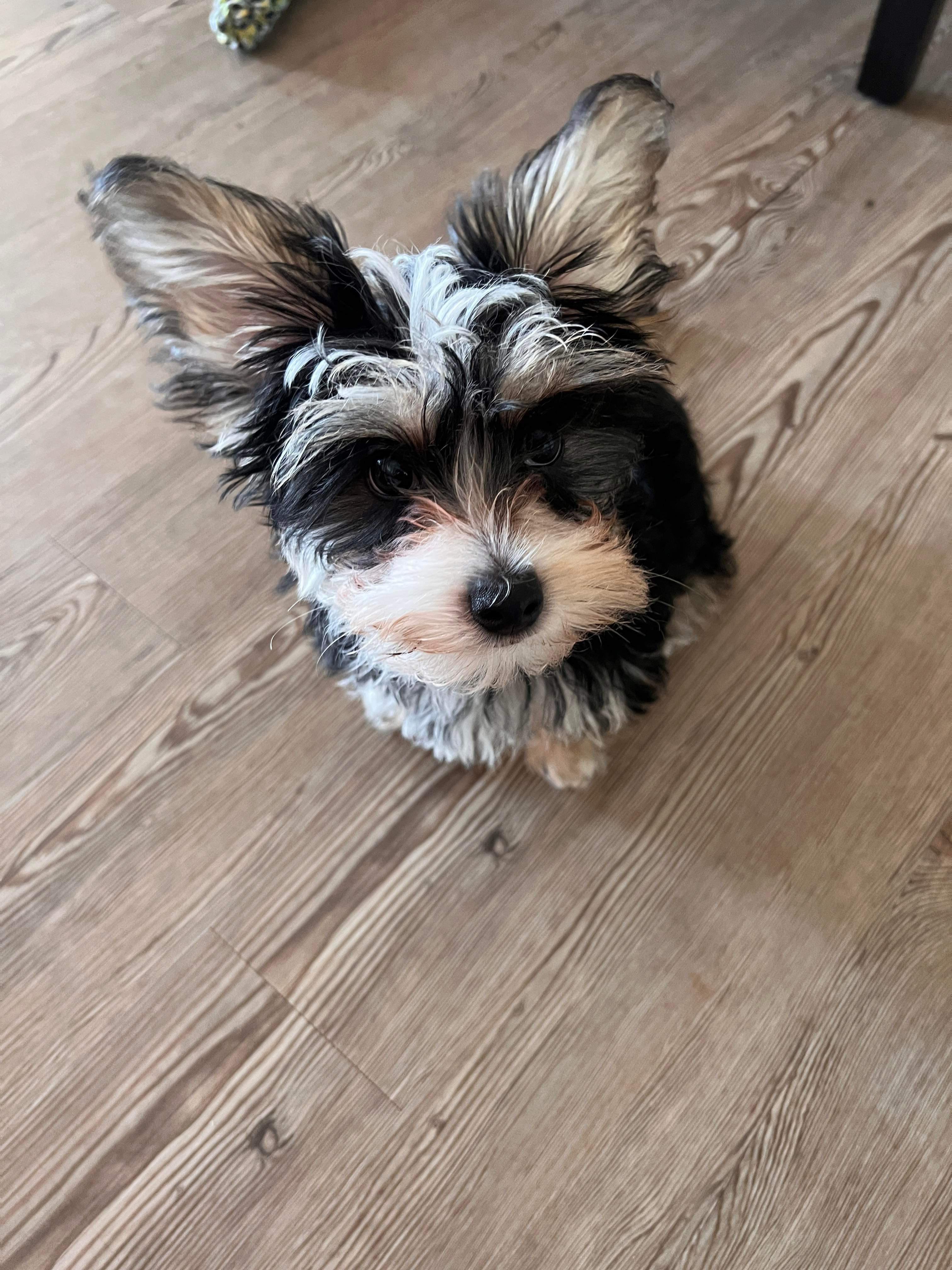 Christina’s Puppy Utopia in North Carolina | Yorkipoo puppies | Good Dog