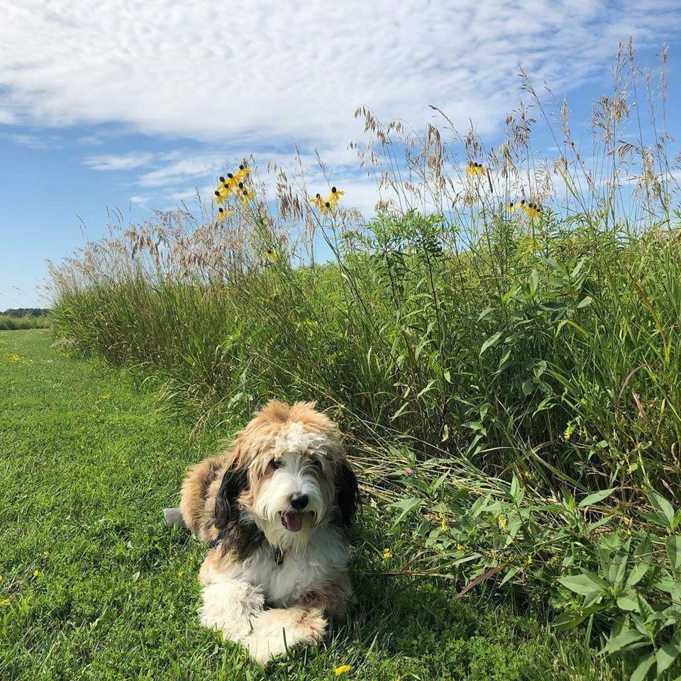 Iowa's Doodle Co. in Iowa | Old English Sheepdog, Poodle, Sheepadoodle ...