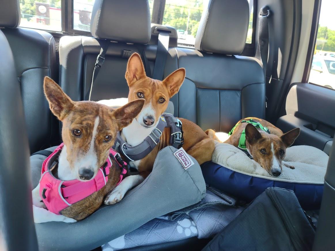 Royal Basenji in Minnesota | Basenji puppies | Good Dog
