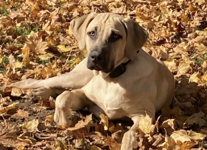 Sand Hill BMC Breeder in Michigan | Black Mouth Cur puppies | Good Dog