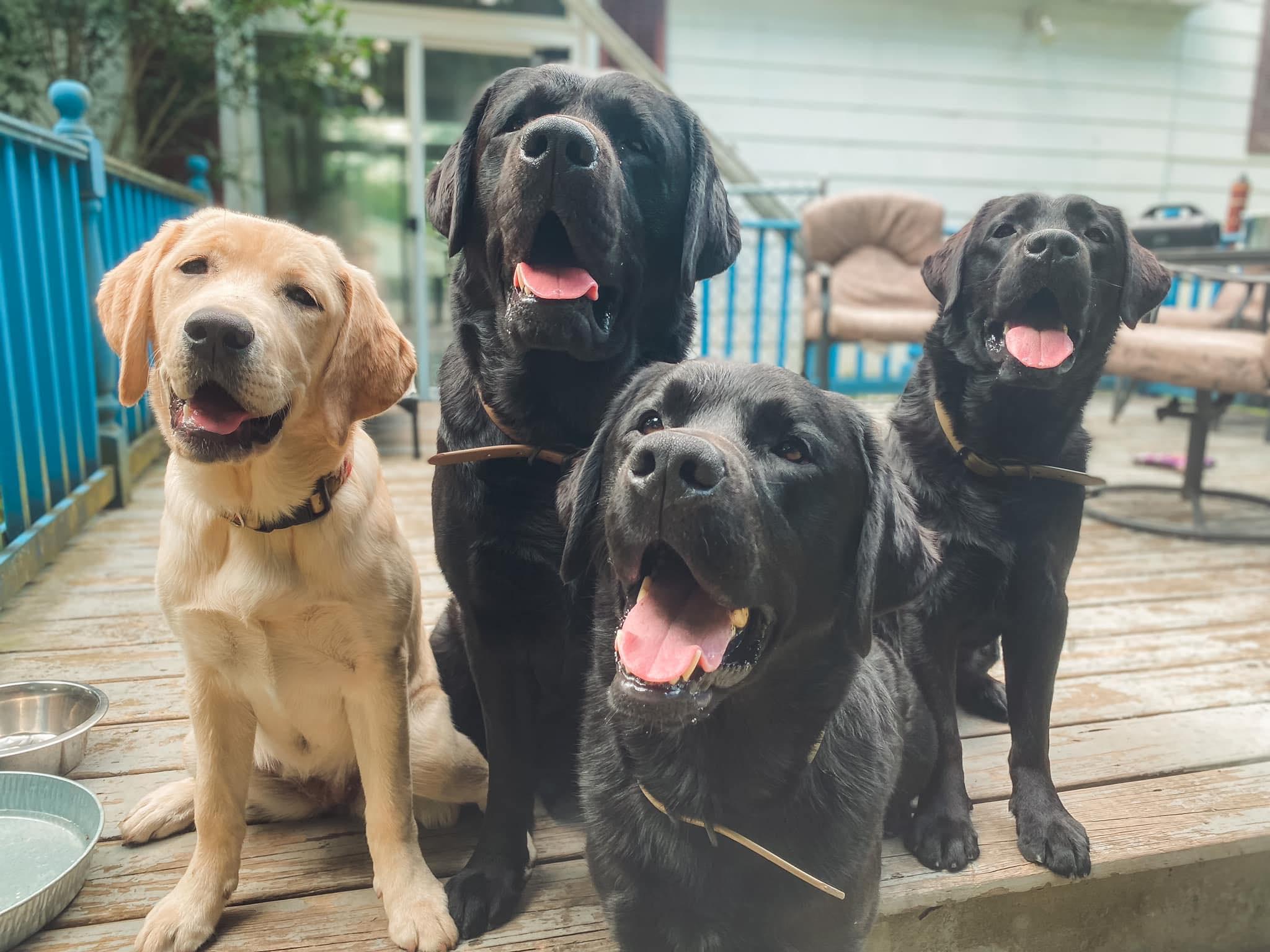 Earthsea Labradors in New York | Labrador Retriever puppies | Good Dog