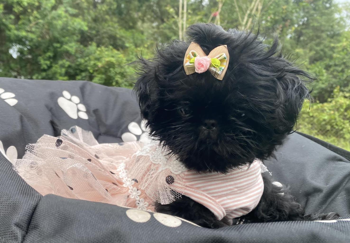 Kawai Inu in Florida | Shih Tzu puppies | Good Dog